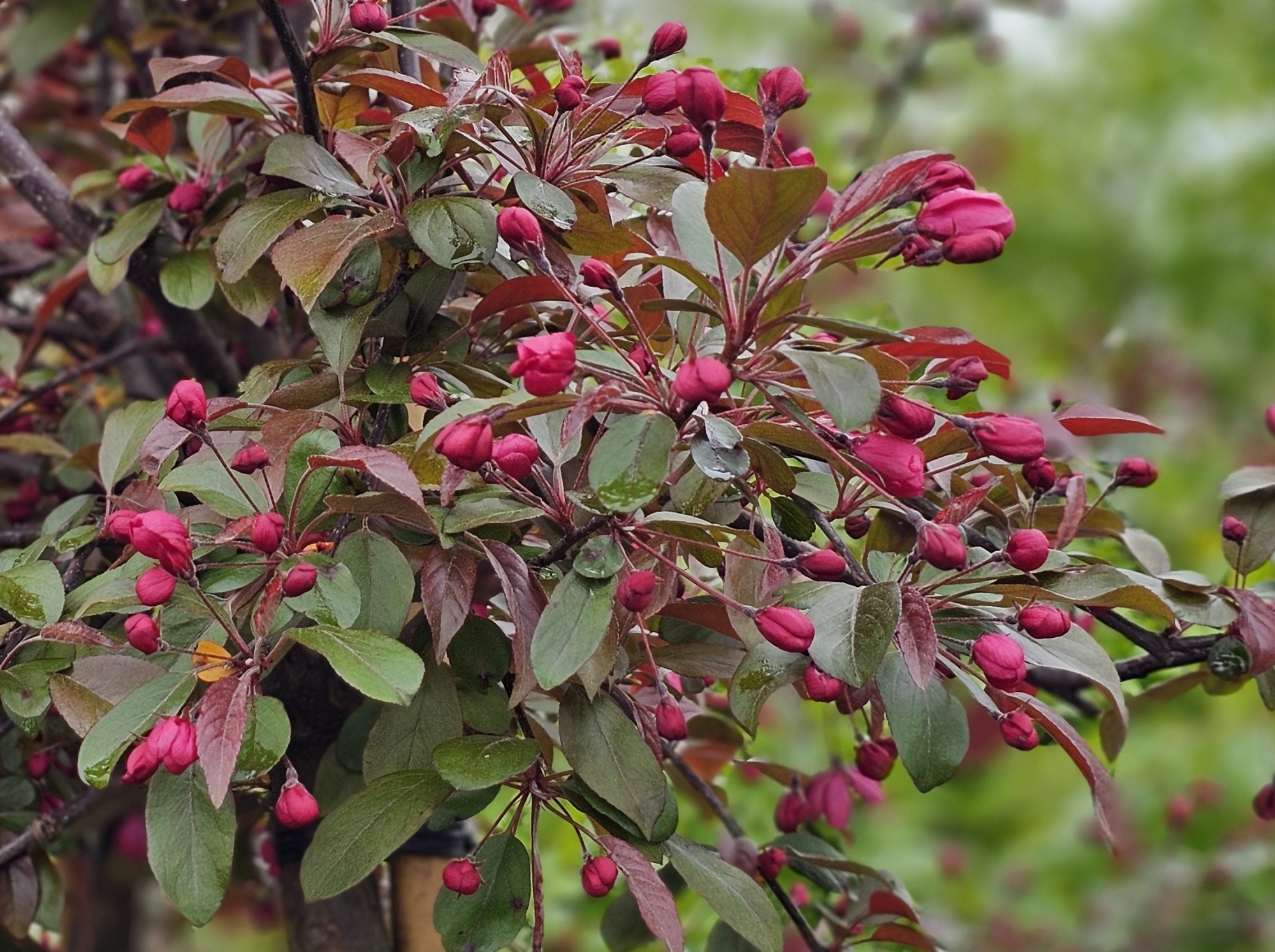 Sierappel 'Freja', Malus toringo 'Freja' kopen