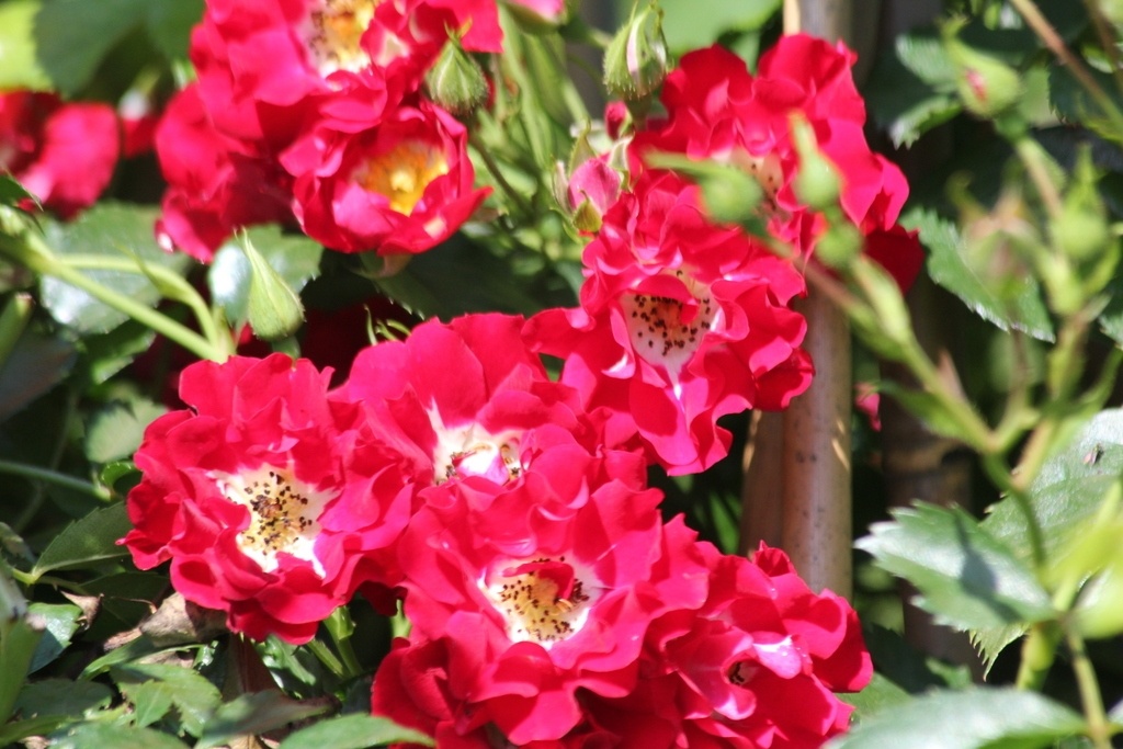 Ramblerroos 'Rambling Rosie', Rosa (K) 'Rambling Rosie' kopen