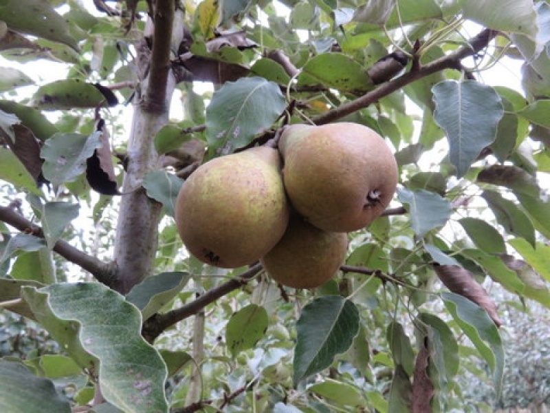 Stoofpeer 'Gieser Wildeman', Pyrus communis 'Gieser Wildeman' kopen