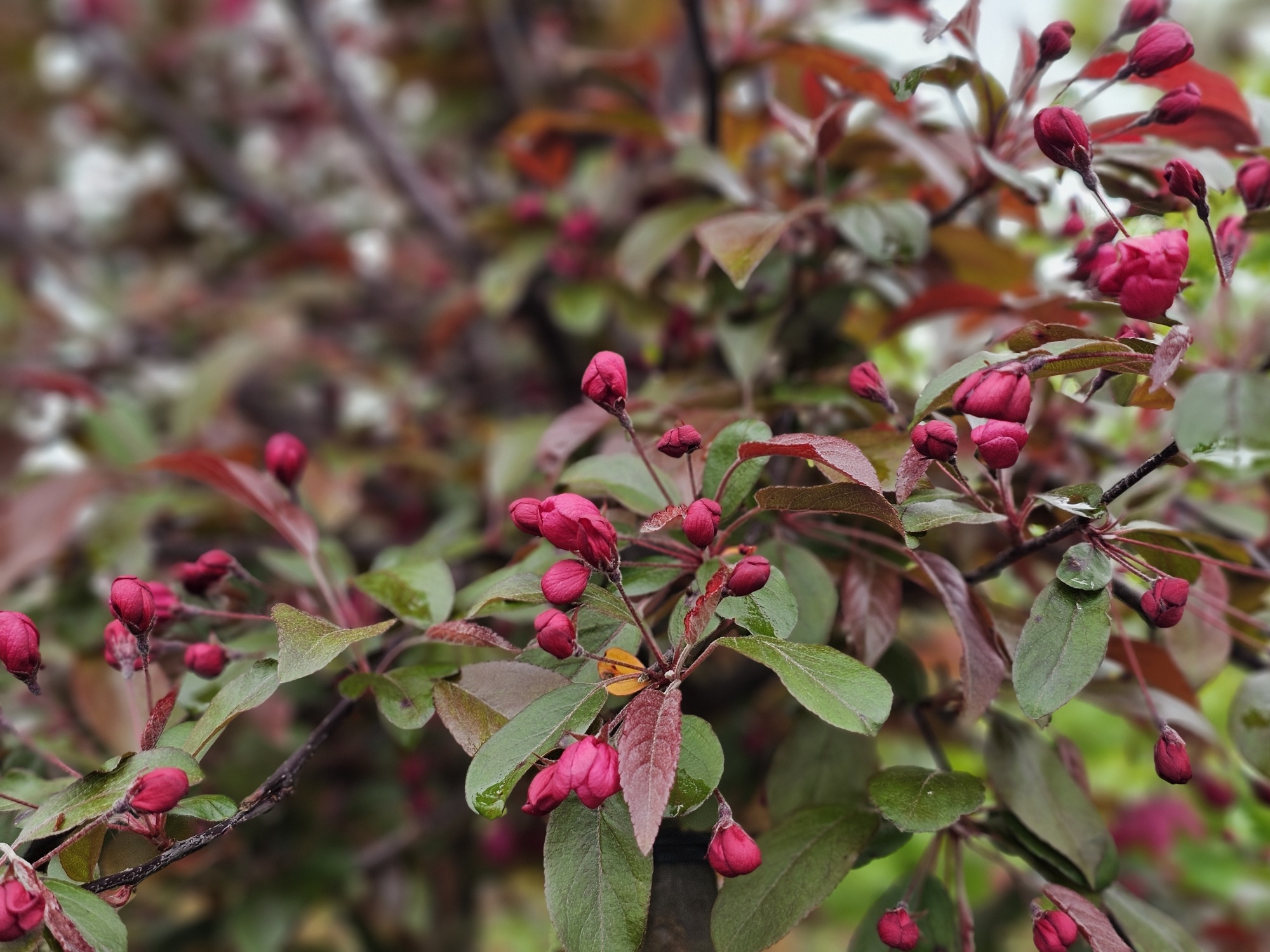 Sierappel 'Freja', Malus toringo 'Freja' kopen