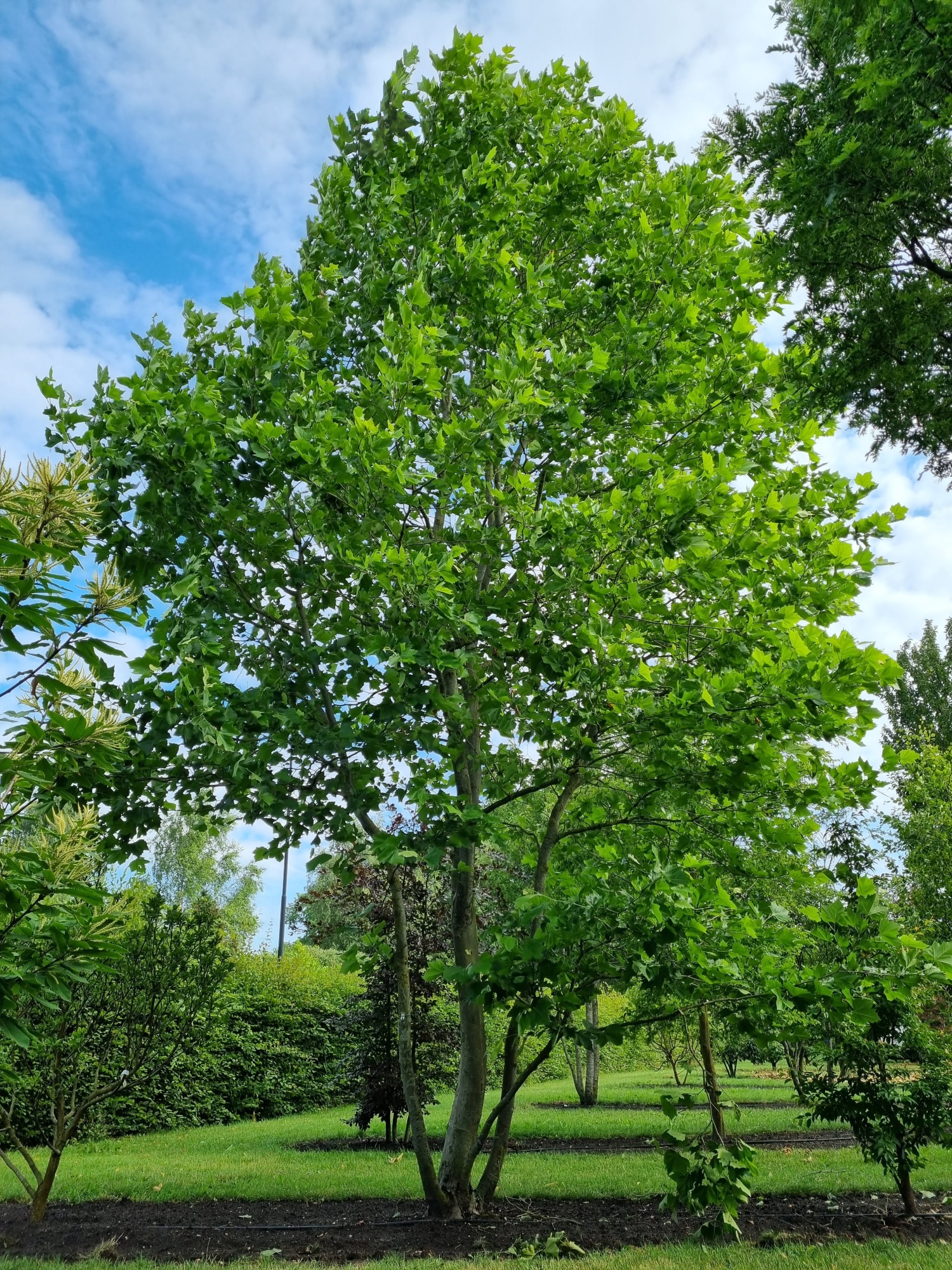 Plataan, Platanus x hispanica kopen