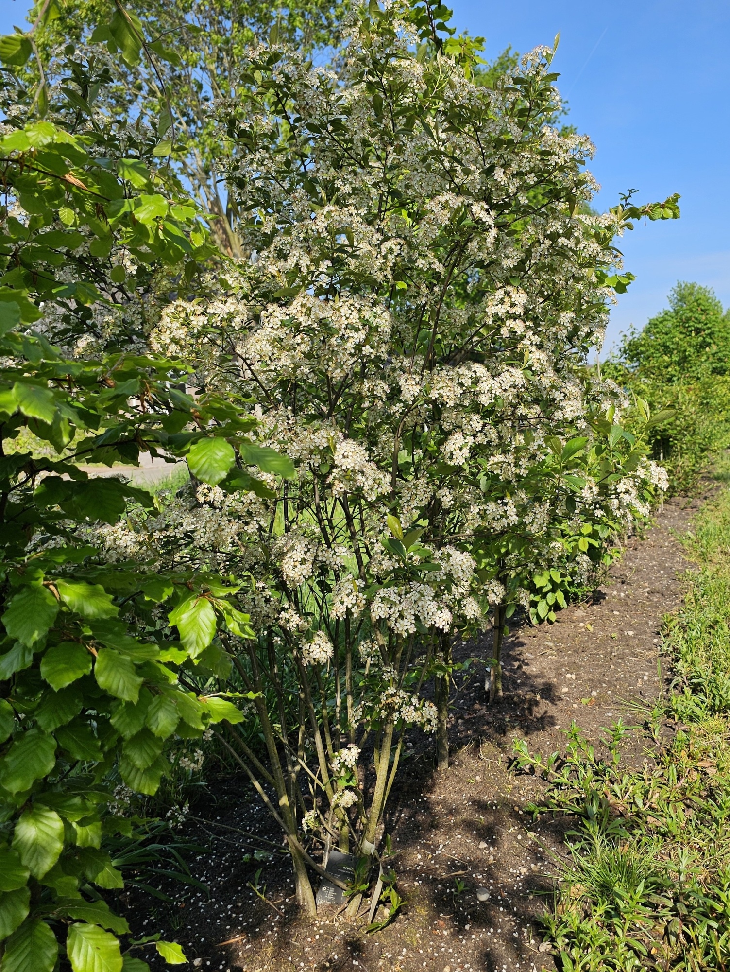 Appelbes 'Hugin', Aronia melanocarpa 'Hugin' kopen