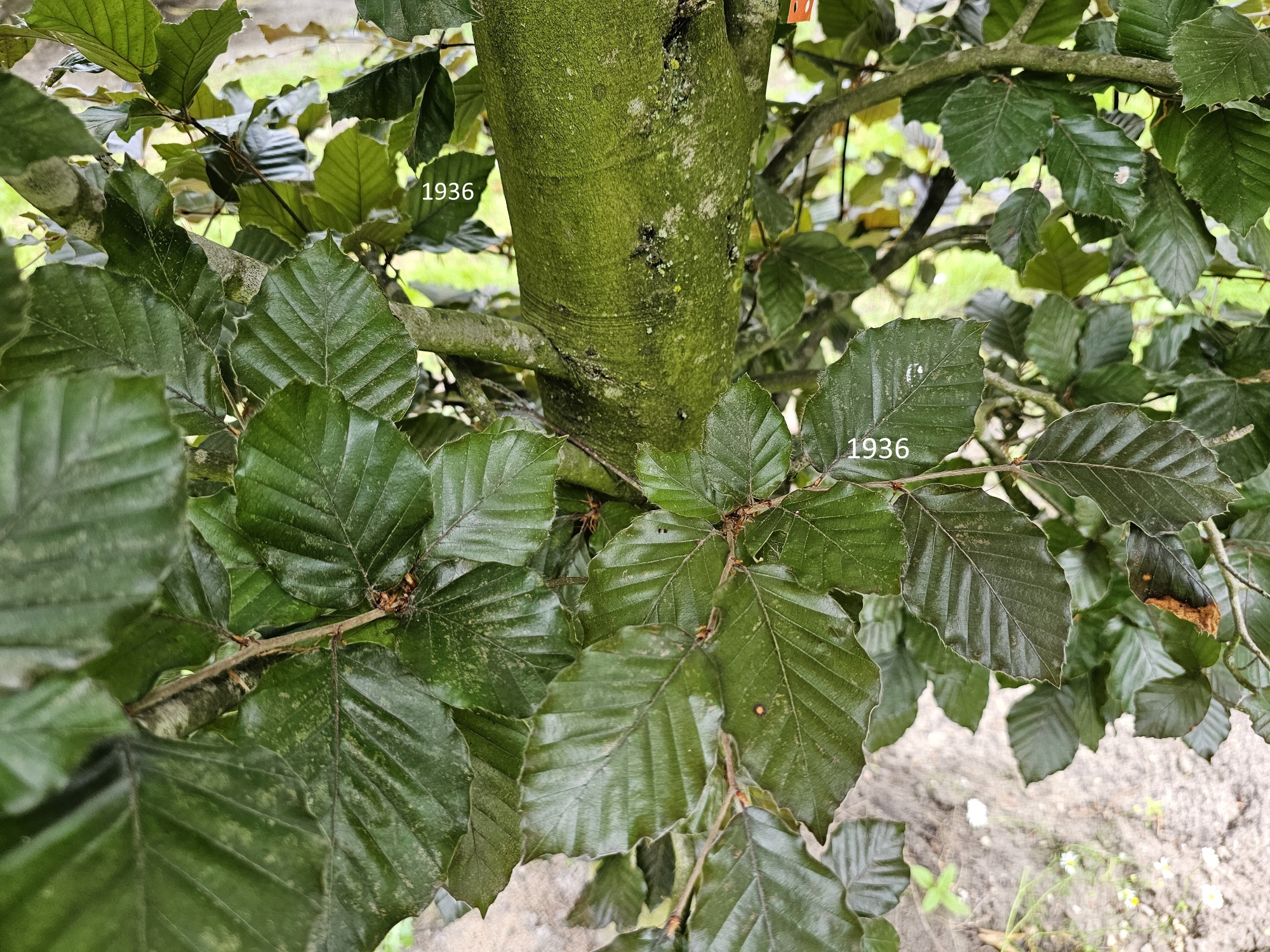 Grote volwassen rode beuk kopen? | Ten Hoven Bomen