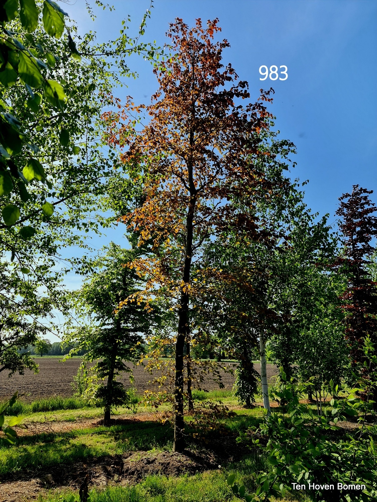 Zoekt u een grote rode beuk? Nr 983 past u wellicht.