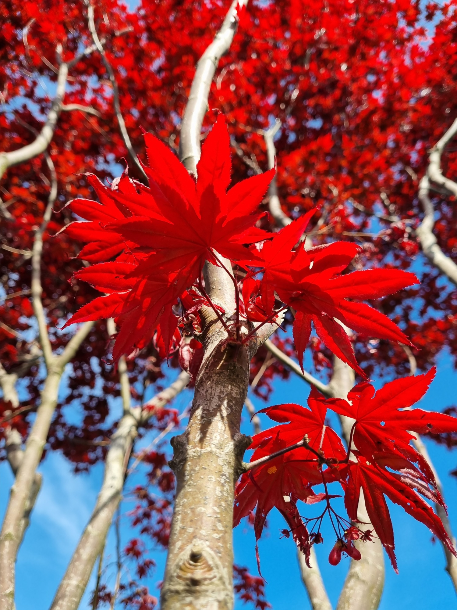 Een grote Acer palmatum 'Fireglow' met rood blad kopen?