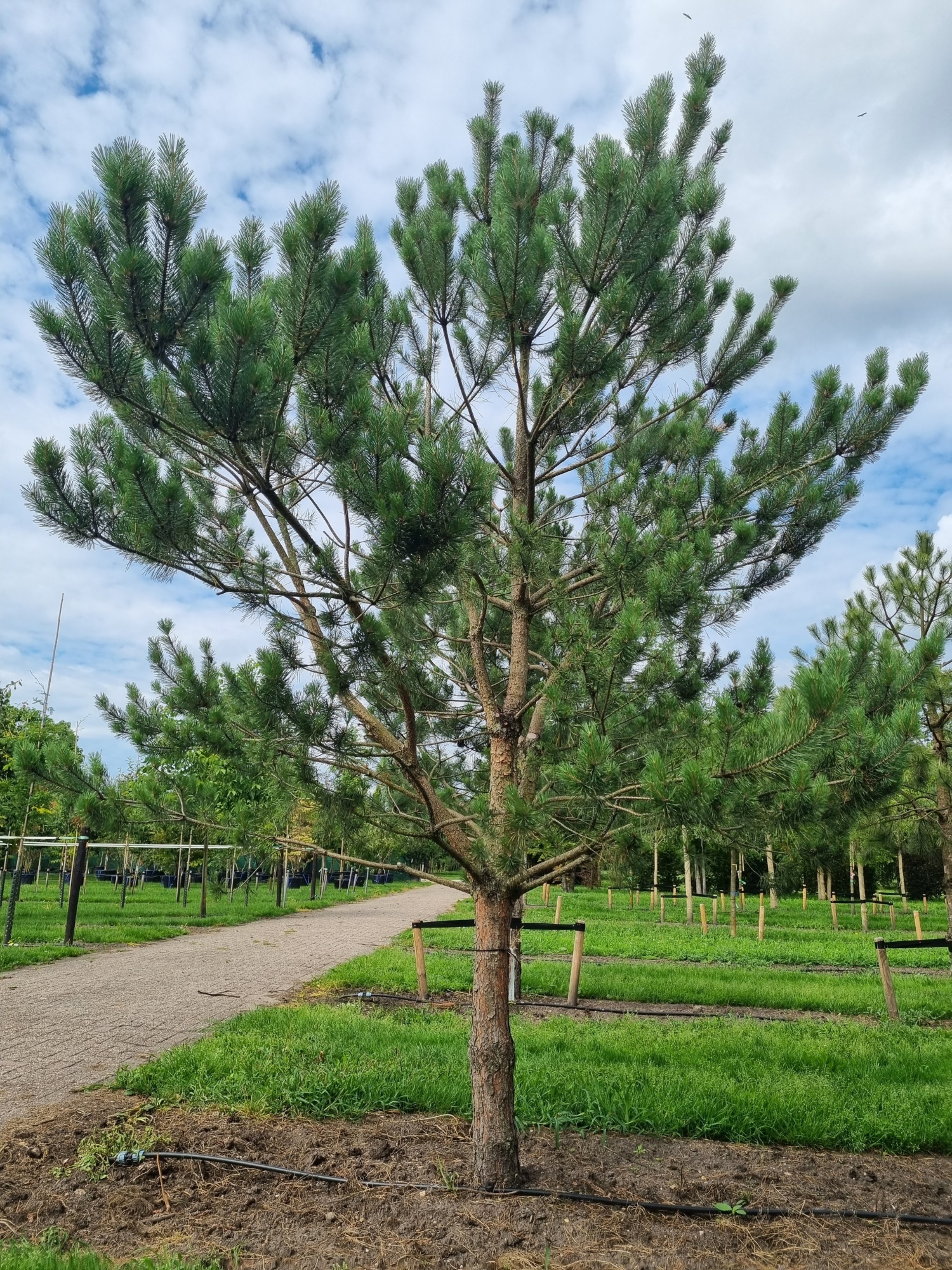 Grove Den, Pinus sylvestris kopen
