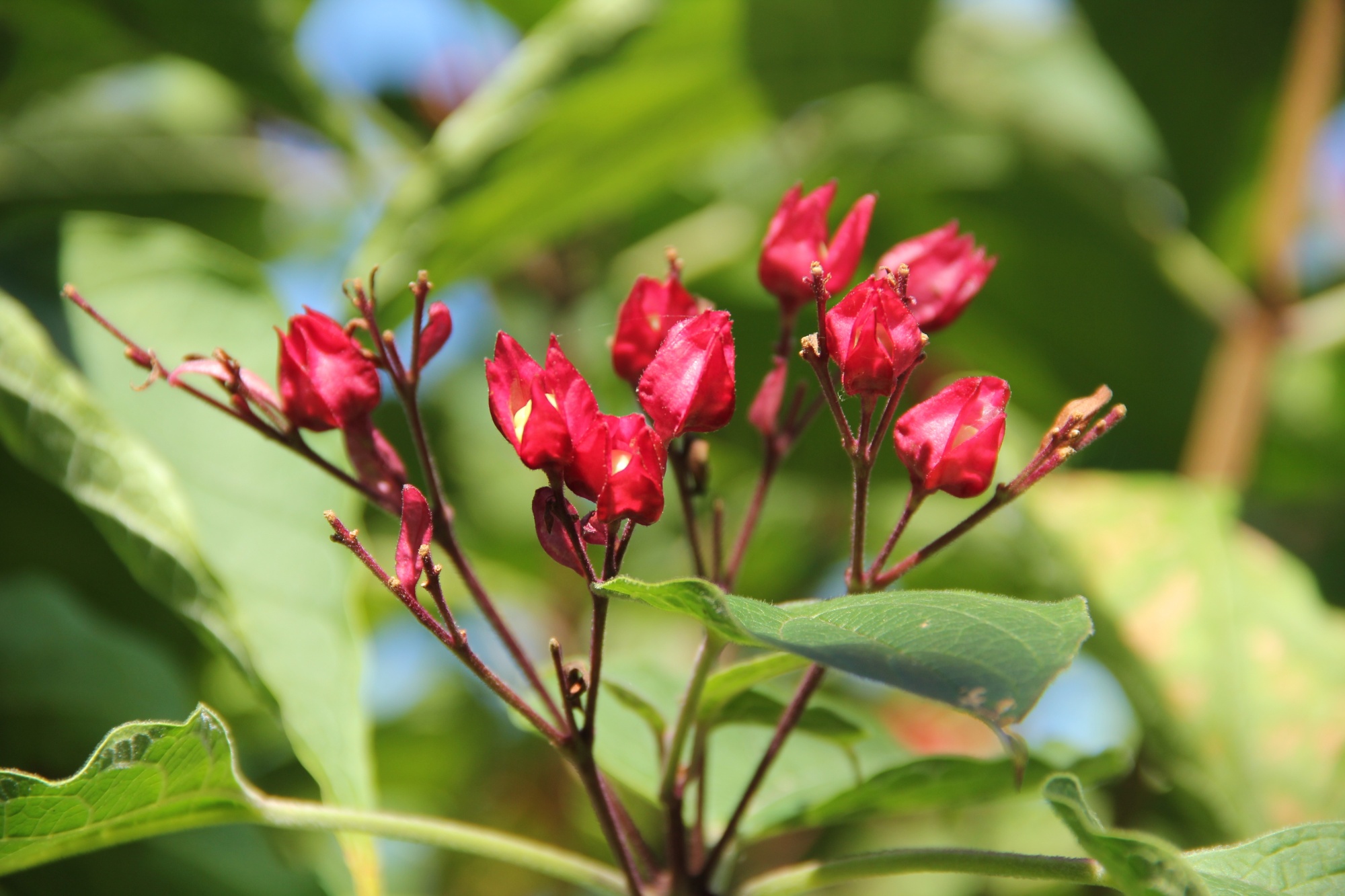 Kansenboom, Clerodendrum trichotomum kopen