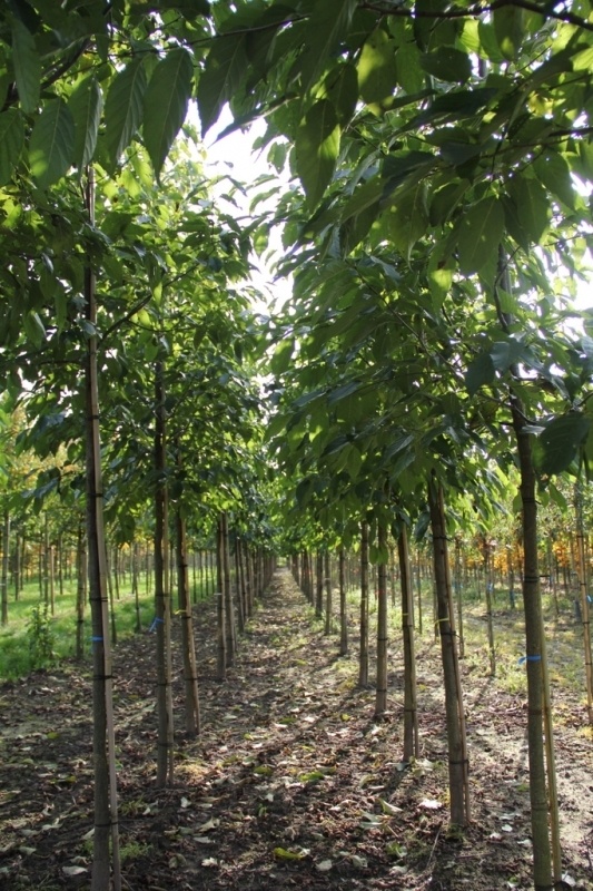 Els 'Spaeth', Alnus x spaethii 'Spaeth' kopen