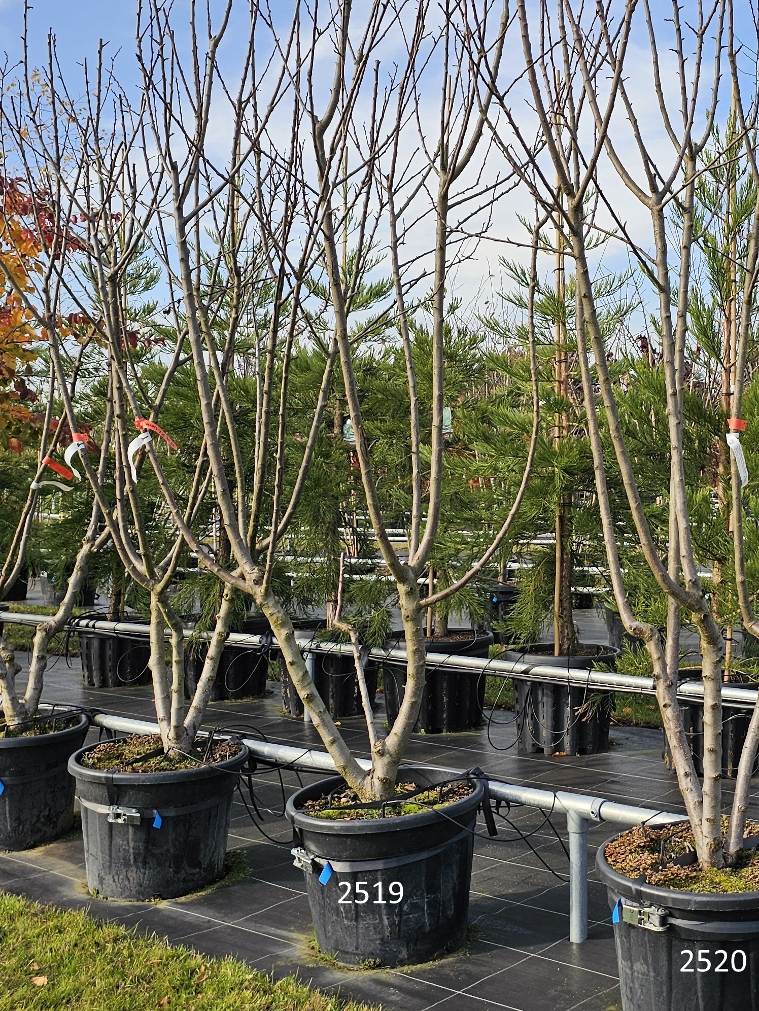 Pruim 'Reine Claude Verte', Prunus domestica 'Reine Claude Verte' kopen