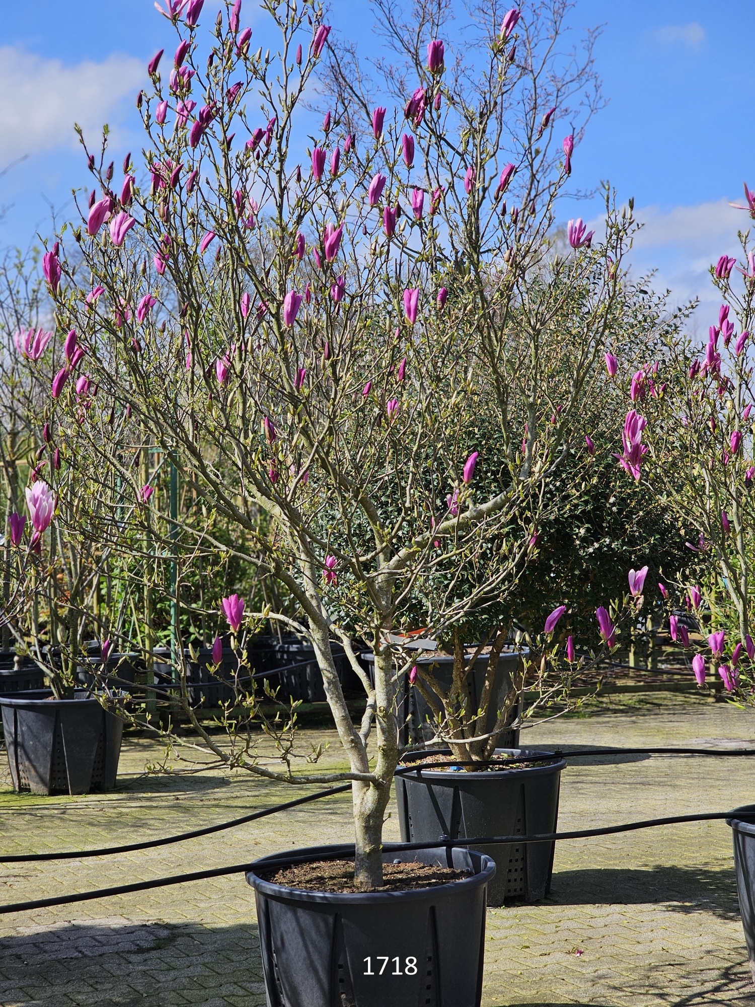 Magnolia susan heeft een purper roze bloeiwijze