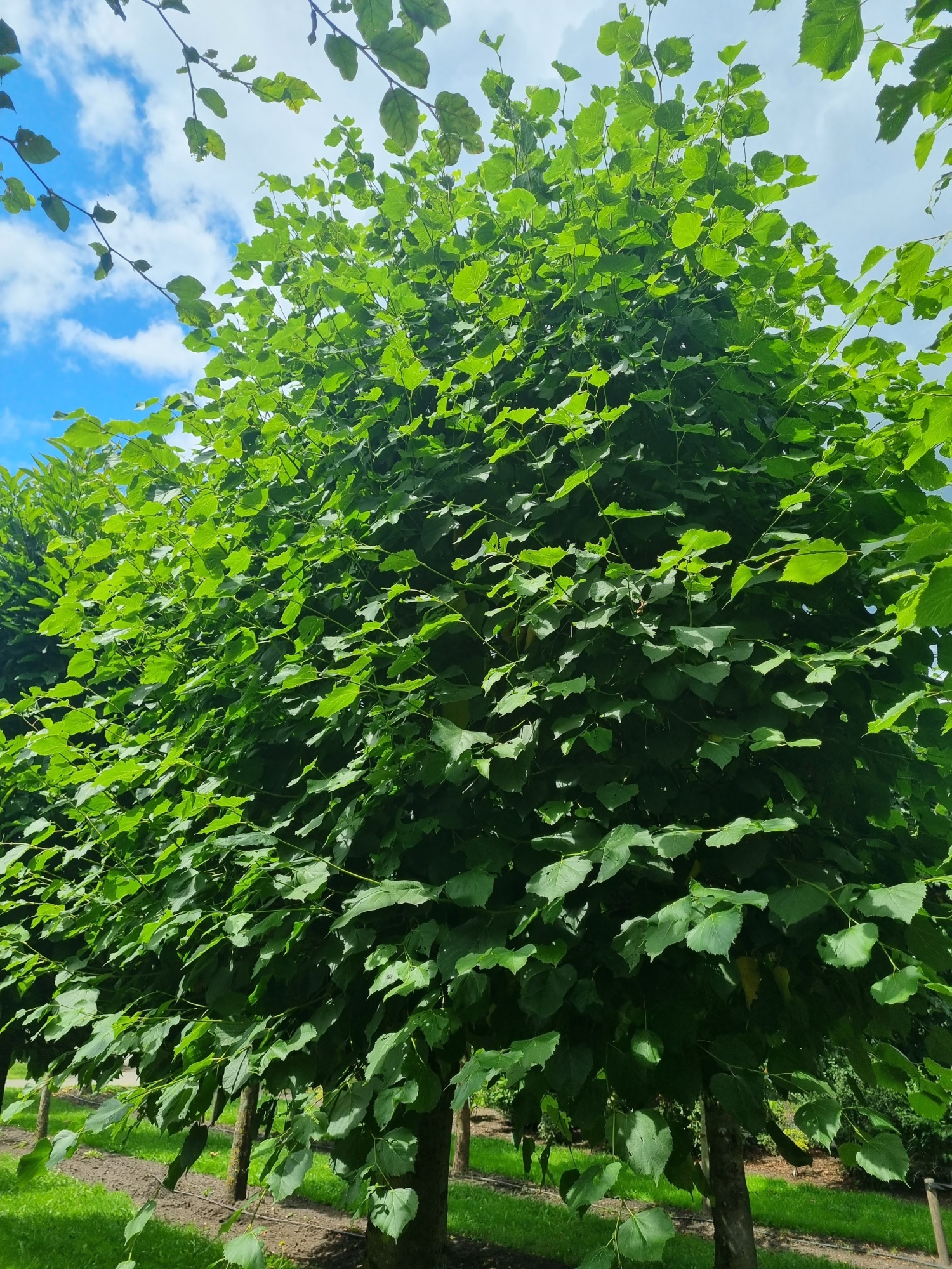 Een oude volwassen leilinde kopen voor direct resultaat?