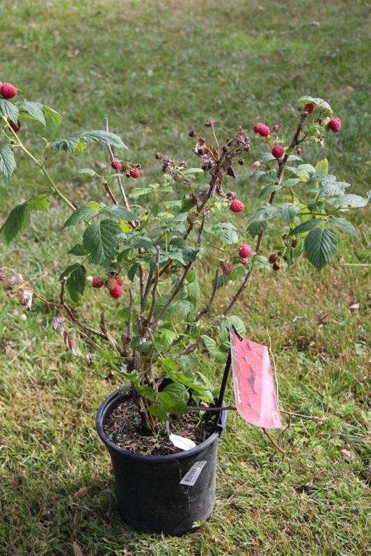 Zomerframboos 'Malling Promise', Rubus idaeus 'Malling Promise' kopen