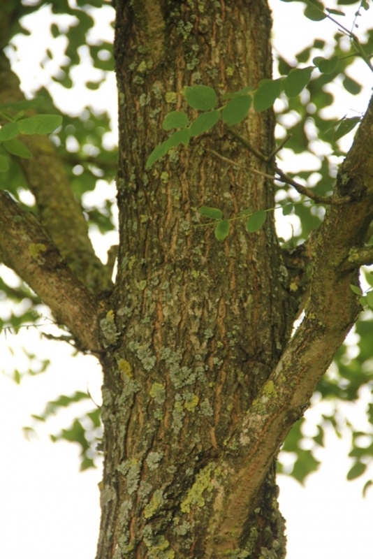 Valse Acacia 'Bessoniana', Robinia pseudoacacia 'Bessoniana' kopen