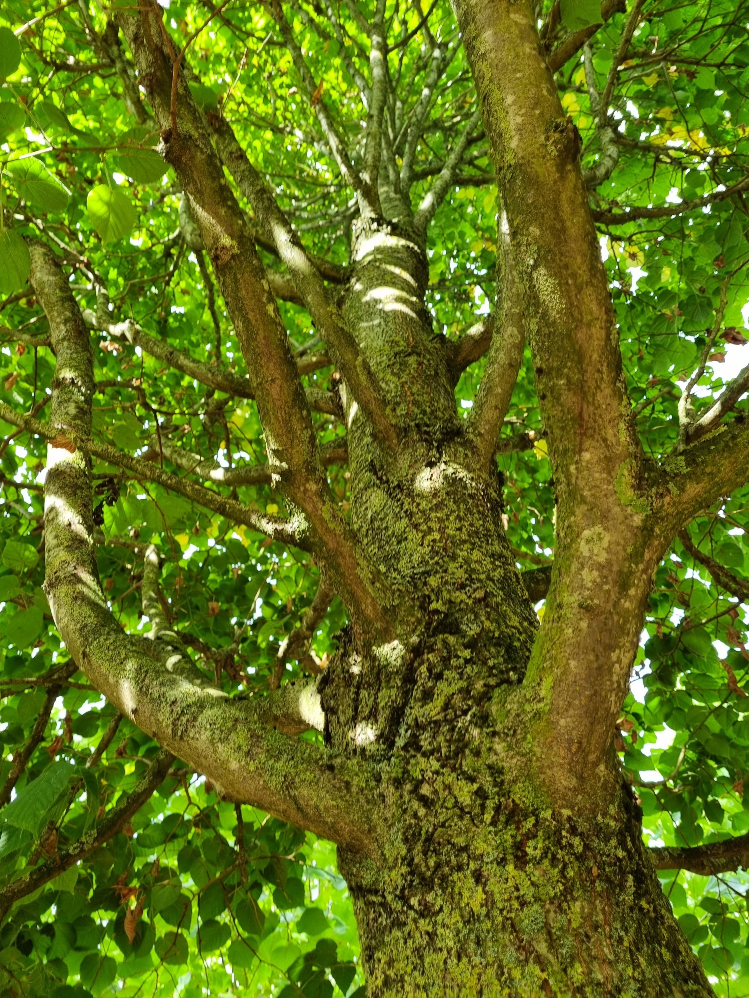 Een grote oude linde boom kopen? |Ten Hoven Bomen