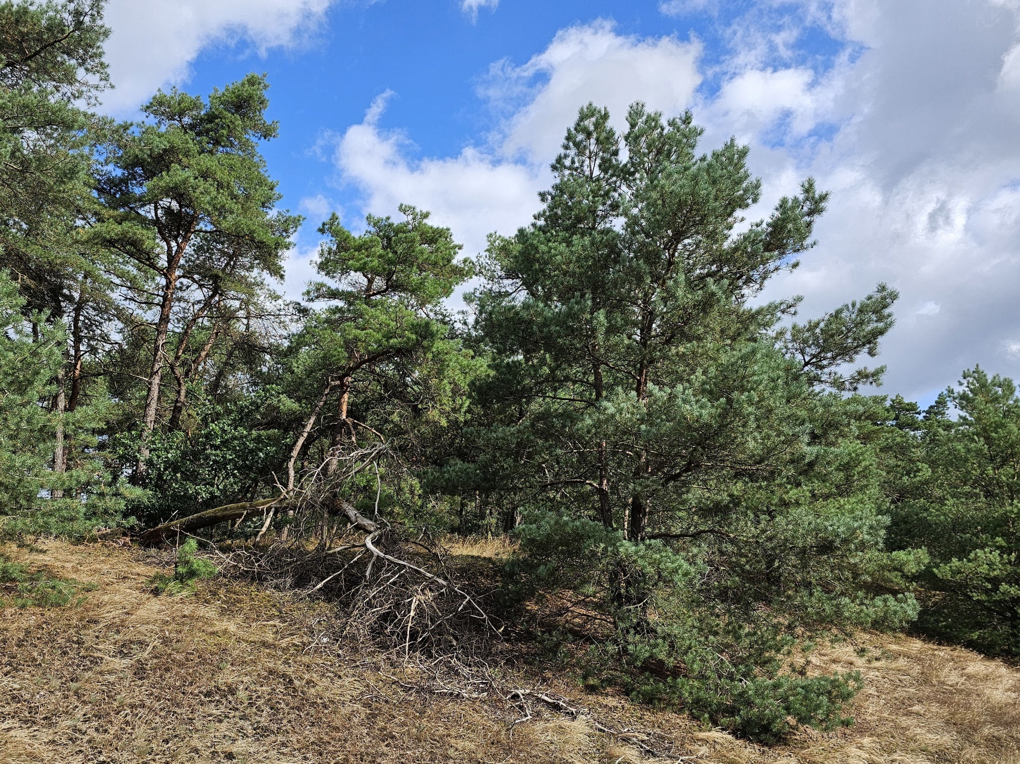 Grove Den, Pinus sylvestris kopen