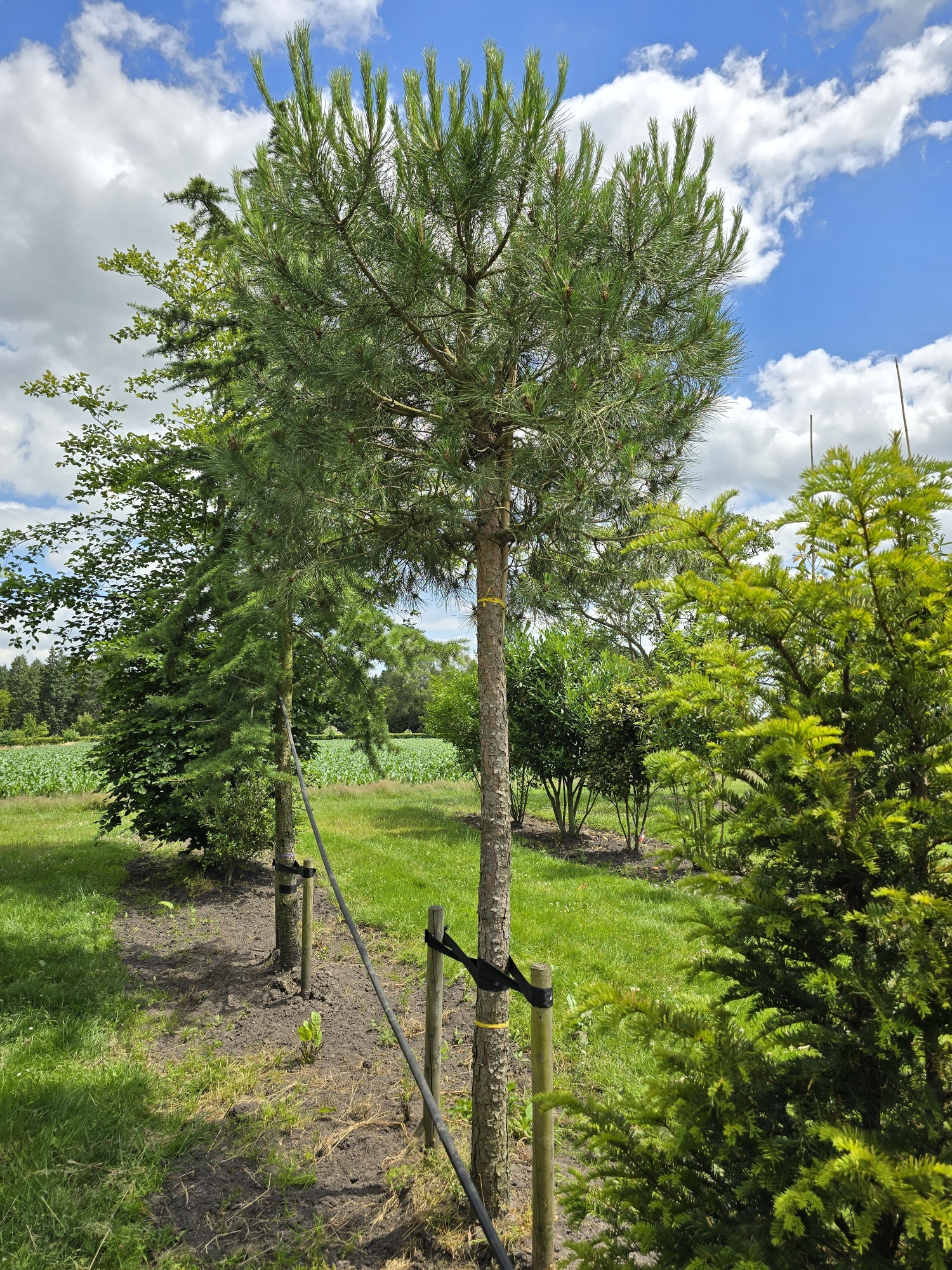 Parasolden, Pinus pinea kopen