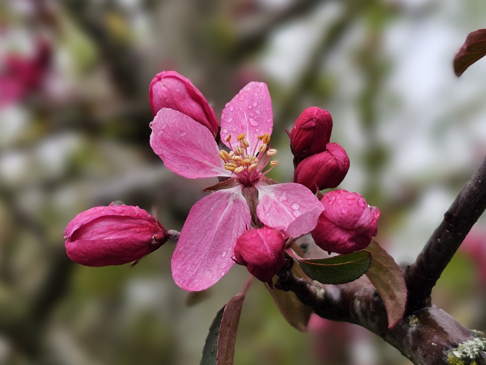 Sierappel 'Mokum', Malus 'Mokum' kopen