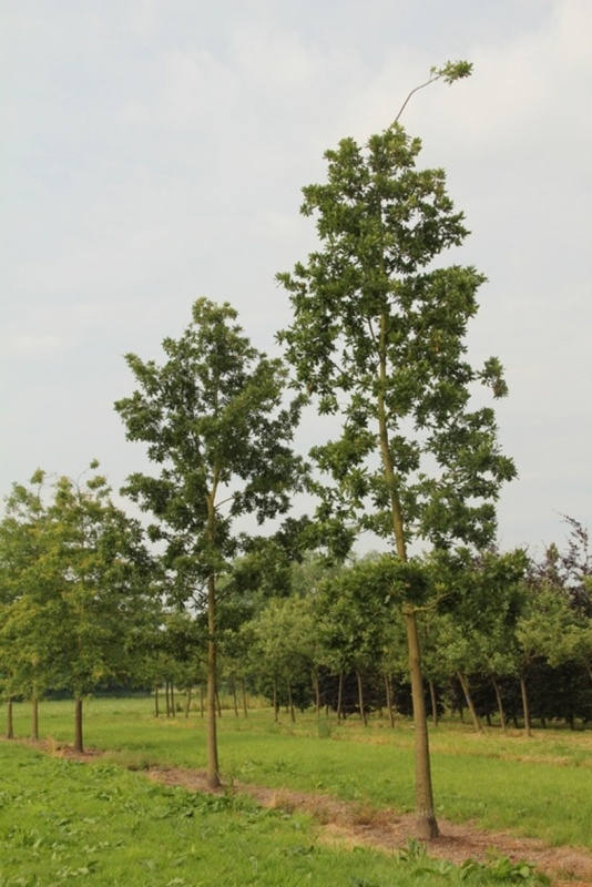 Hongaarse eik, Quercus frainetto kopen