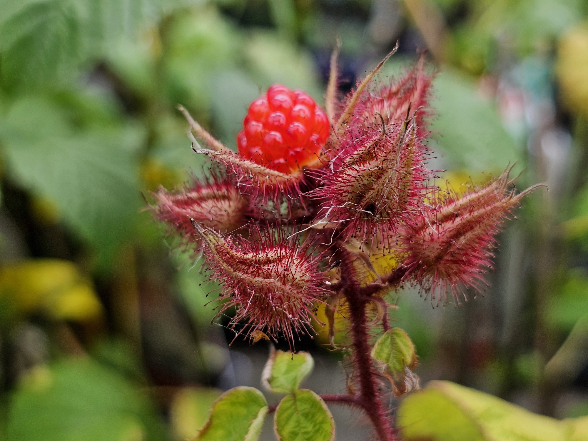 Japanse Wijnbes, Rubus phoenicolasius kopen