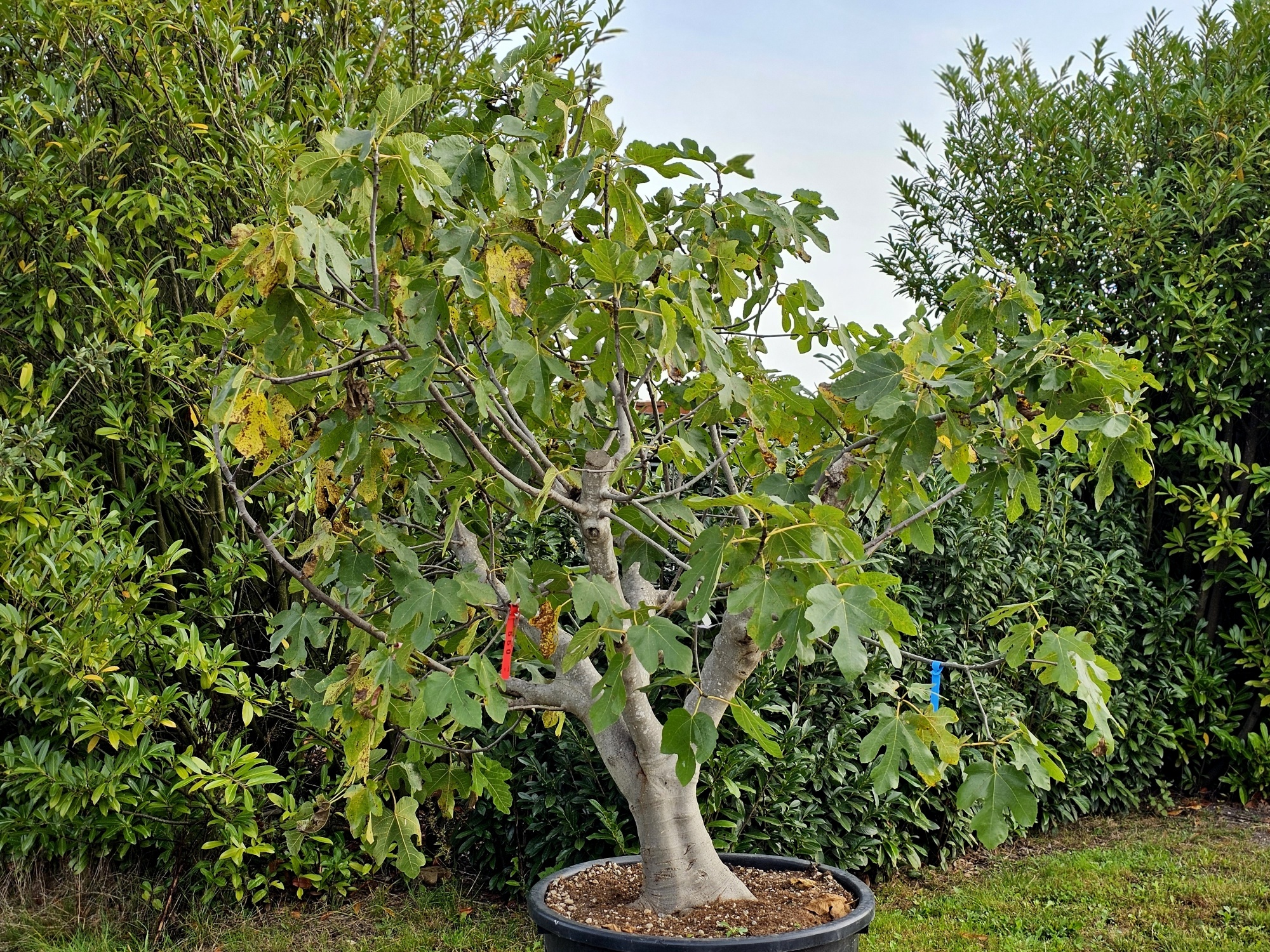 Een grote Vijgenboom kopen? | Ten Hoven Bomen