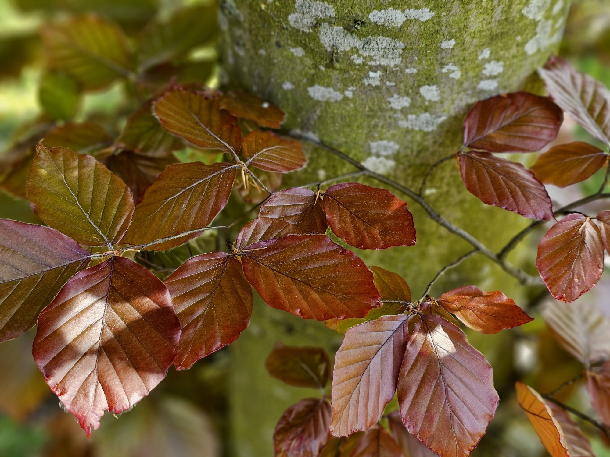 Grote volwassen rode beuk kopen? | Ten Hoven Bomen