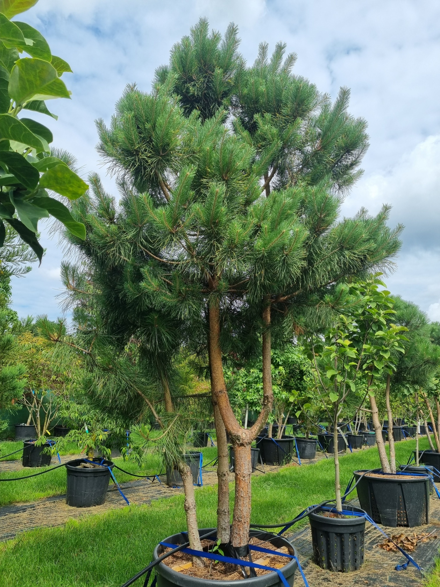 Grove Den, Pinus sylvestris kopen