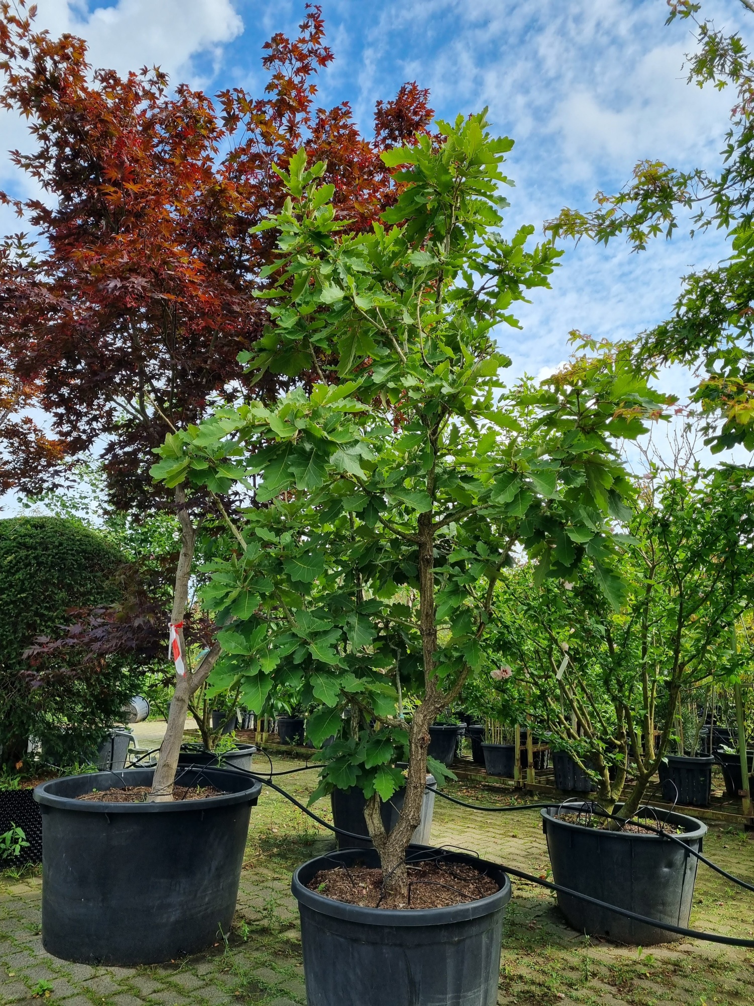 Pontische eik, Quercus pontica kopen