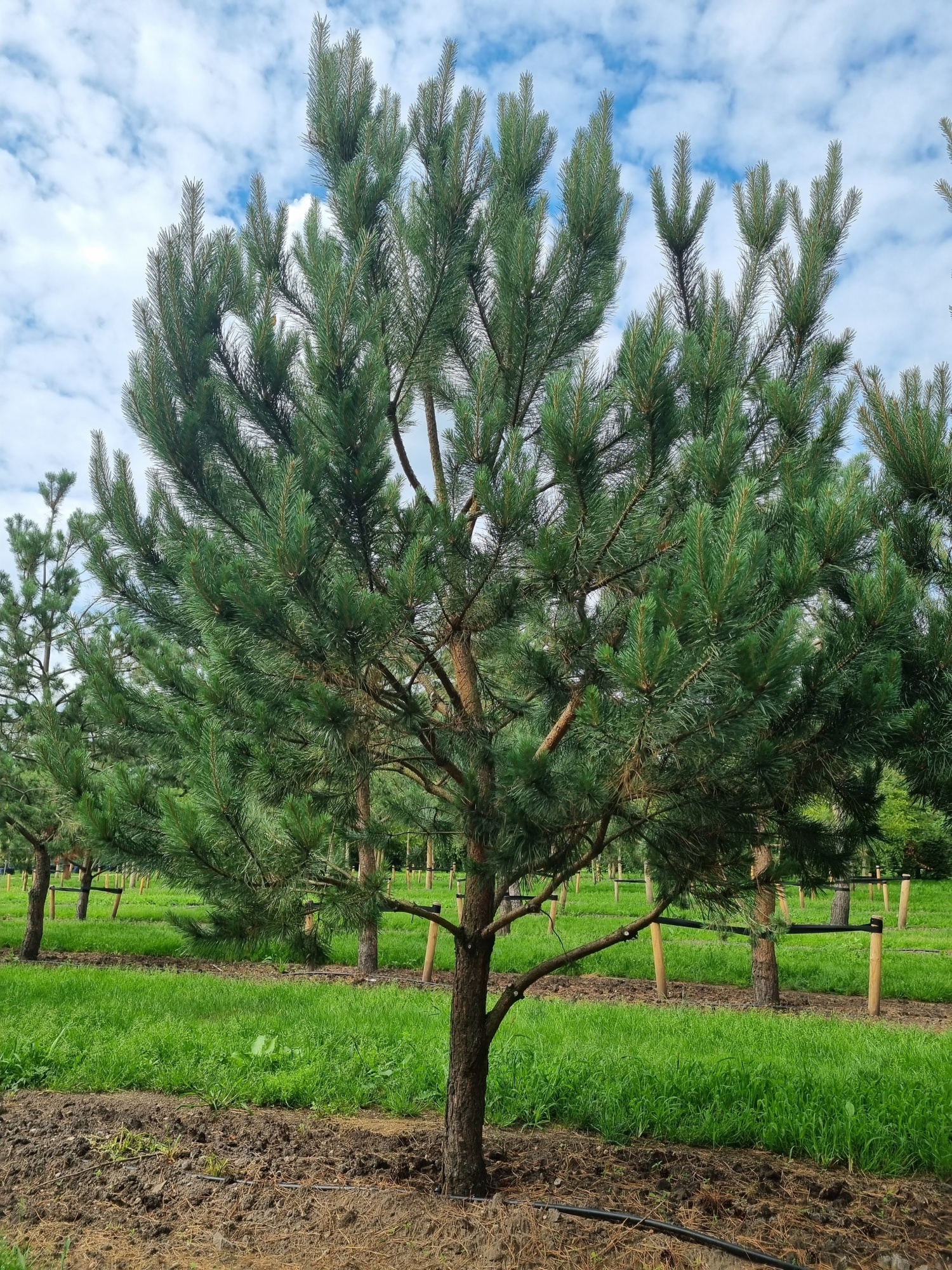 Grove Den, Pinus sylvestris kopen