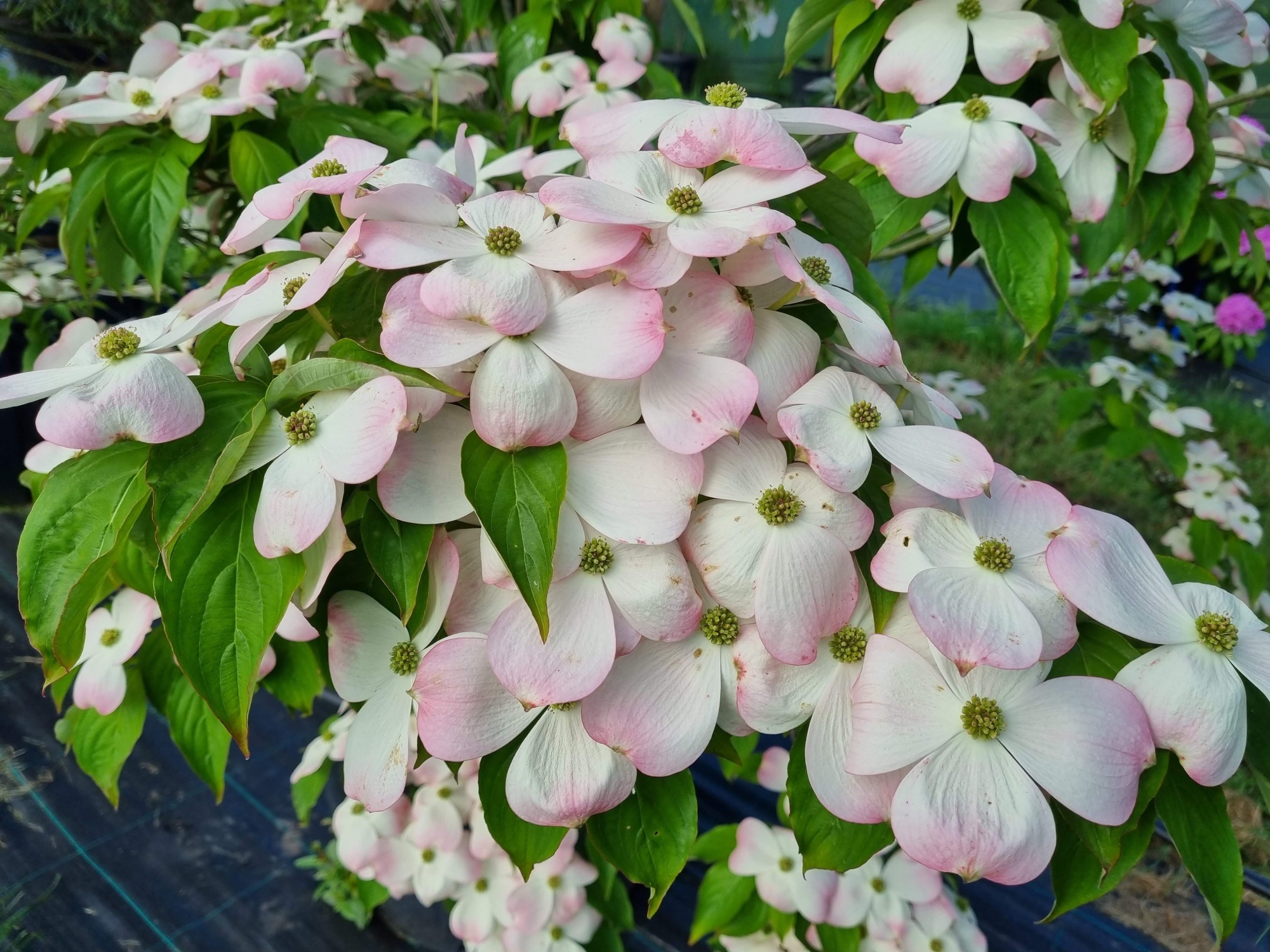 De Cornus 'Stellar Pink' 479 is een unieke verschijning in de tui