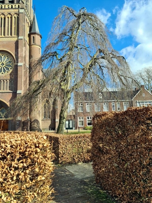 Rode Treurbeuk 'Purpurea Pendula', Fagus sylvatica 'Purpurea Pendula' kopen