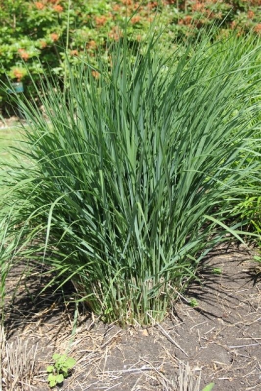Vingergras 'Northwind', Panicum virgatum 'Northwind' kopen