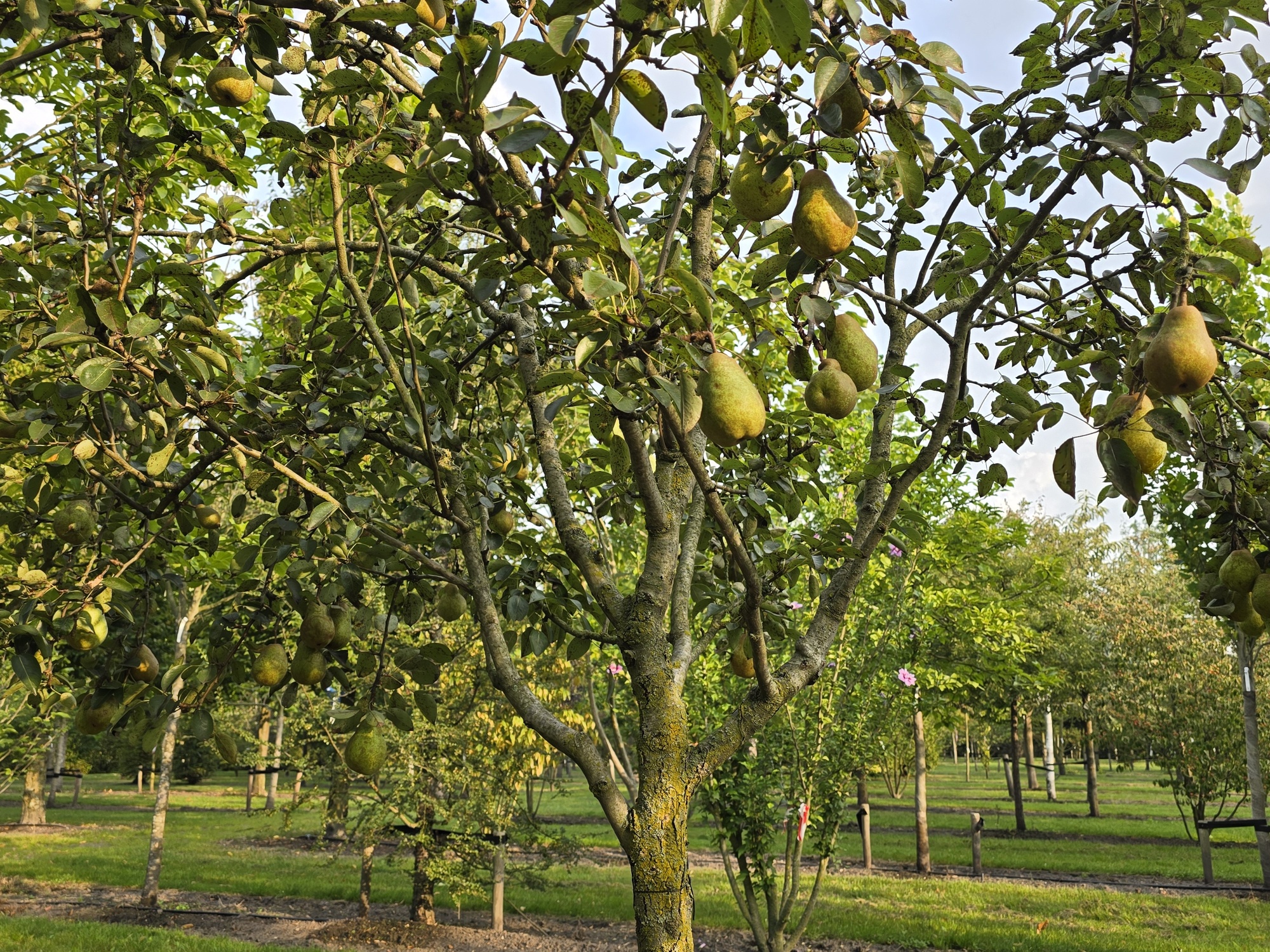 Handpeer 'Conference', Pyrus communis 'Conference' kopen