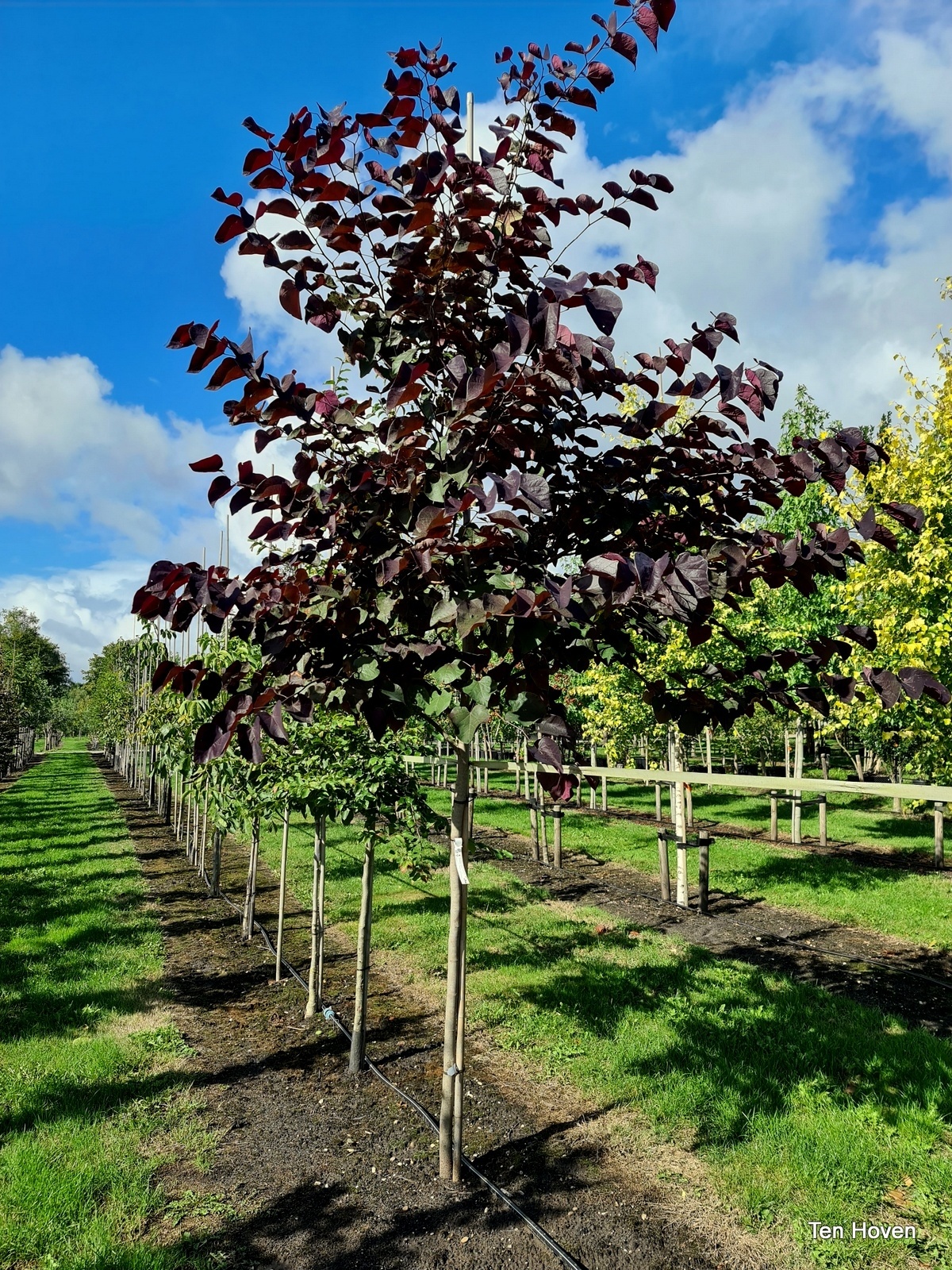 Amerikaanse Judasboom 'Forest Pansy', halfstam, Cercis canadensis ...
