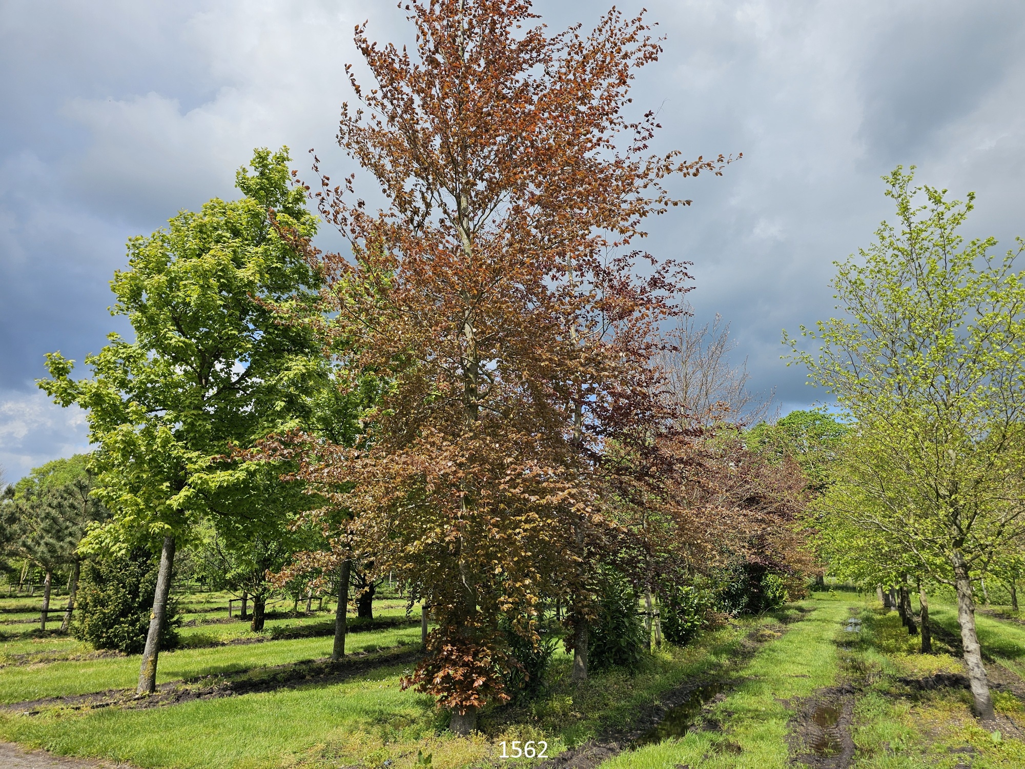 Op zoek naar een volwassen Rode Beuken boom?