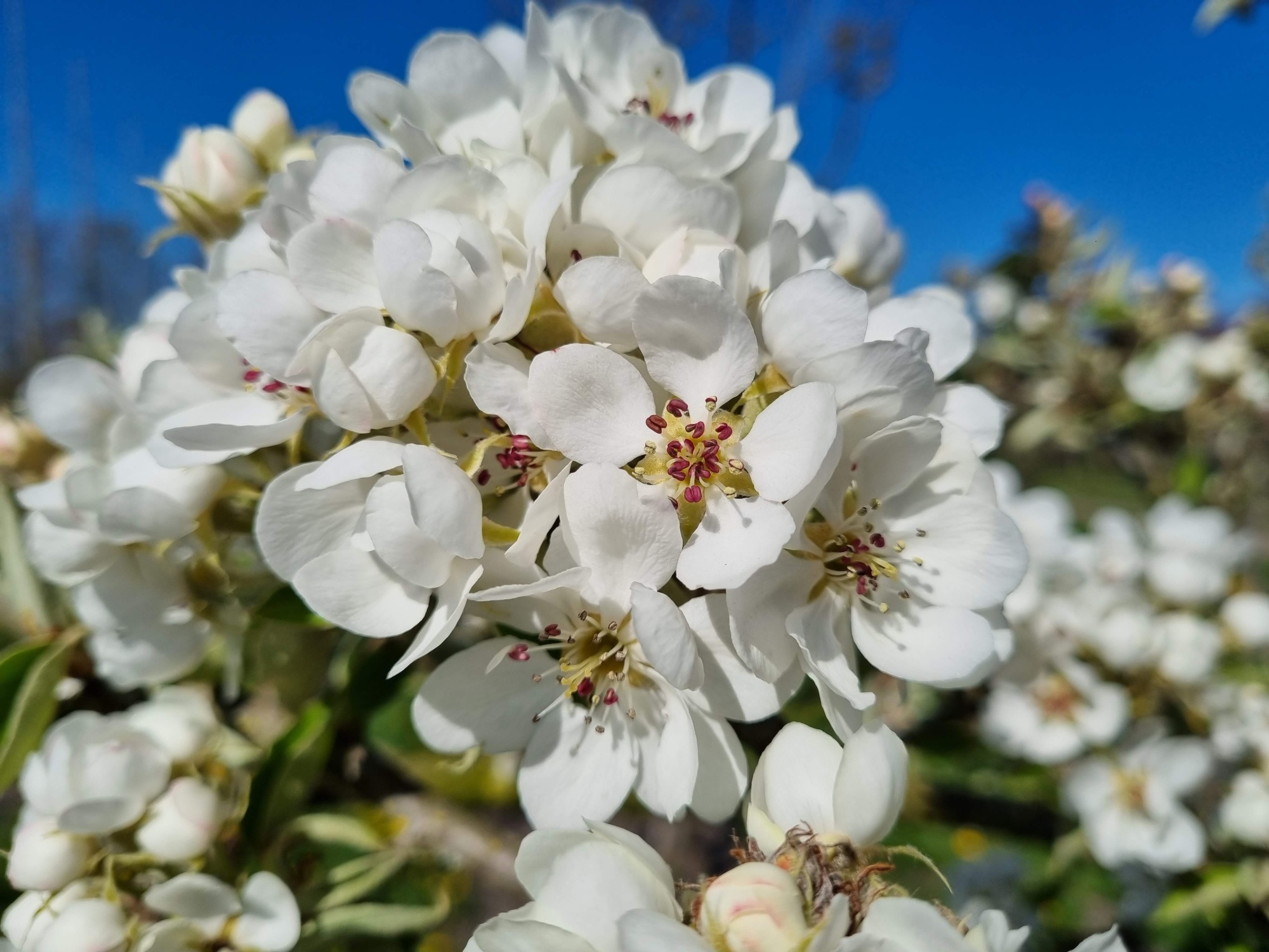 Pyrus c. 'Gieser Wildeman' is een sterk ras stoofpeer