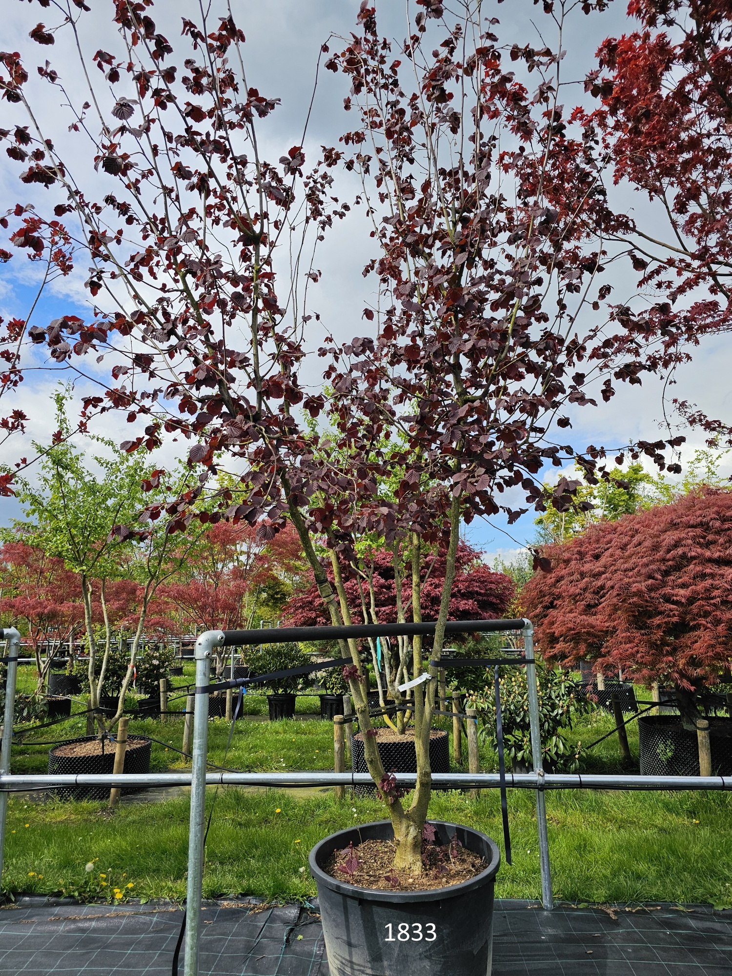 Roodbladige hazelnoot, Corylus maxima 'Purpurea' kopen