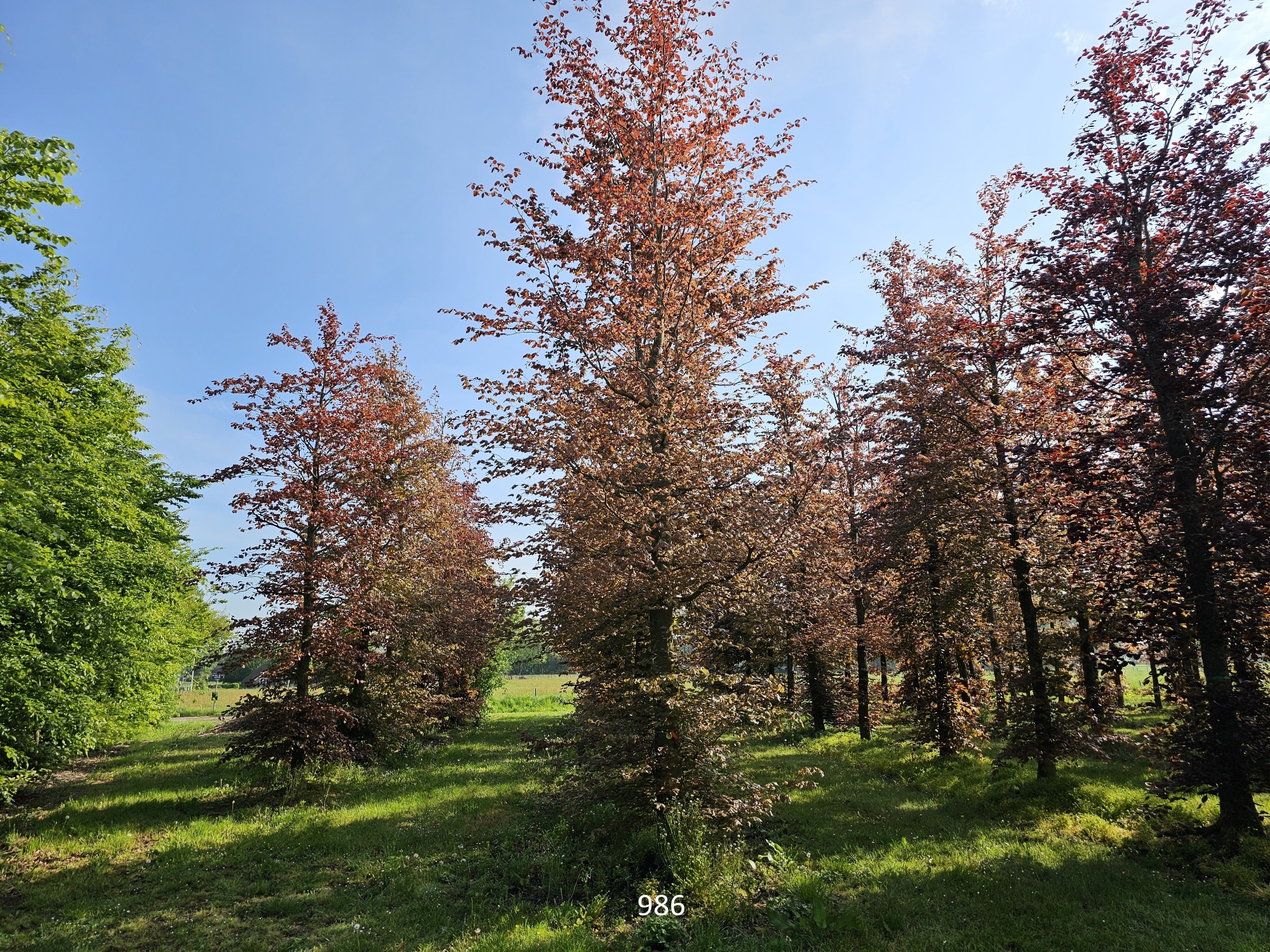 Zoekt u een grote rode beuk? Nr 986 is nog beschikbaar.