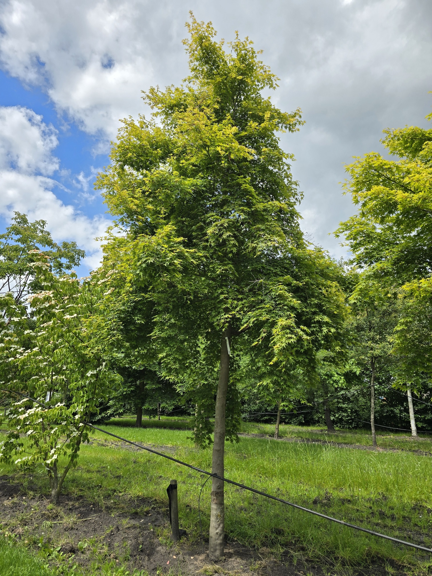 Japanse esdoorn boom kopen? | Exclusief van Ten Hoven Bomen