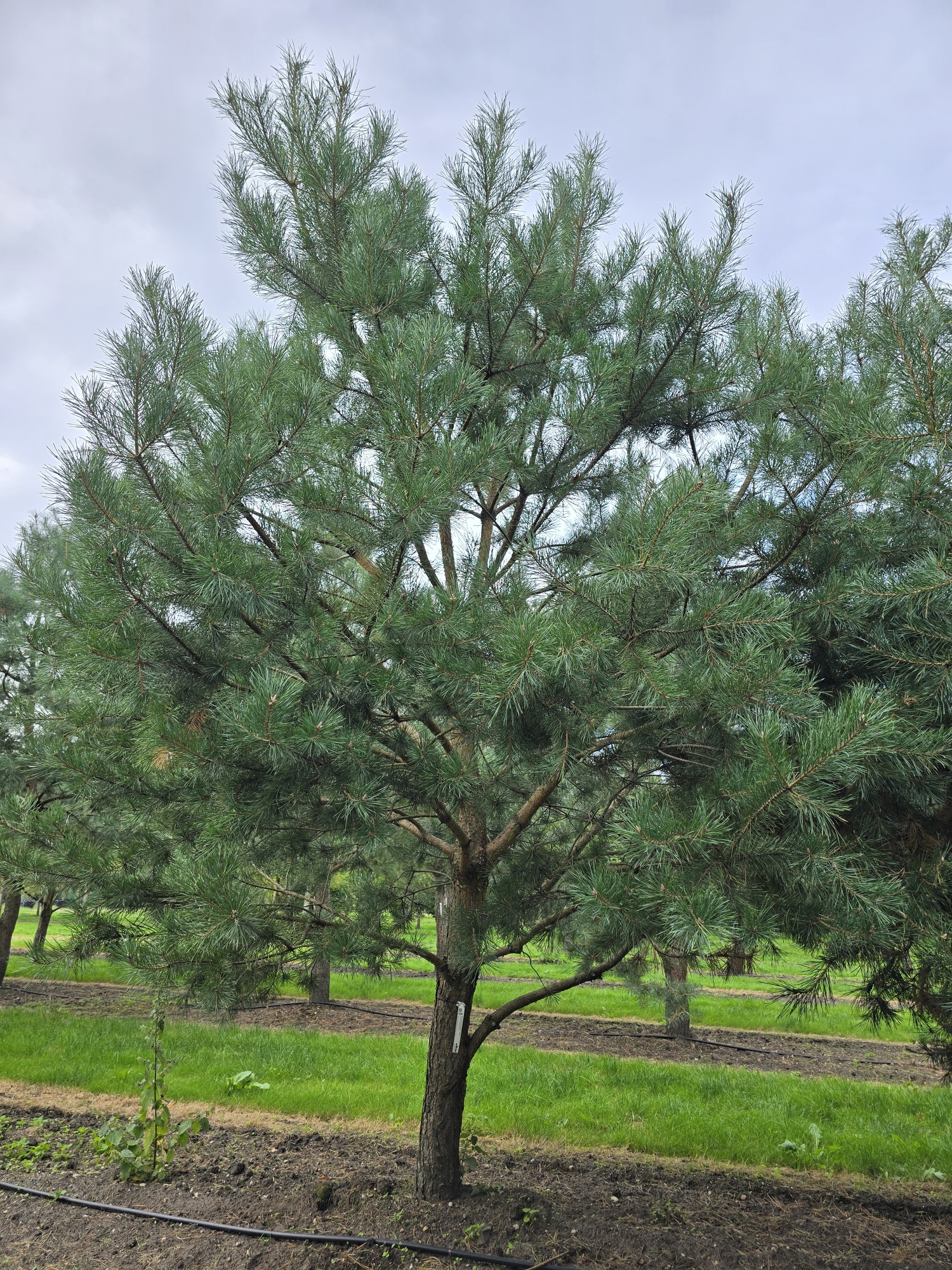 Grove Den, Pinus sylvestris kopen