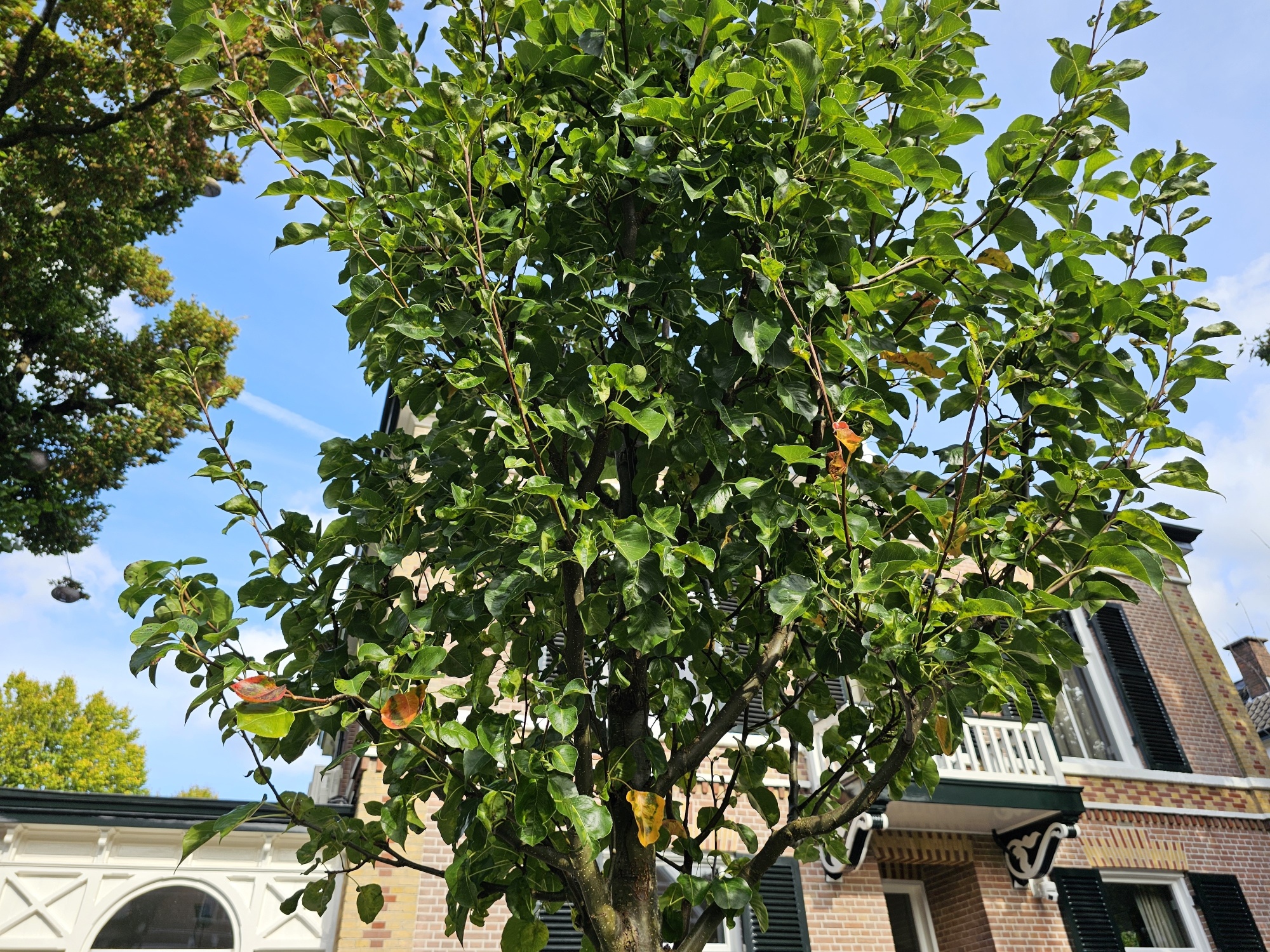 Sierpeer, Pyrus calleryana 'Chanticleer' kopen