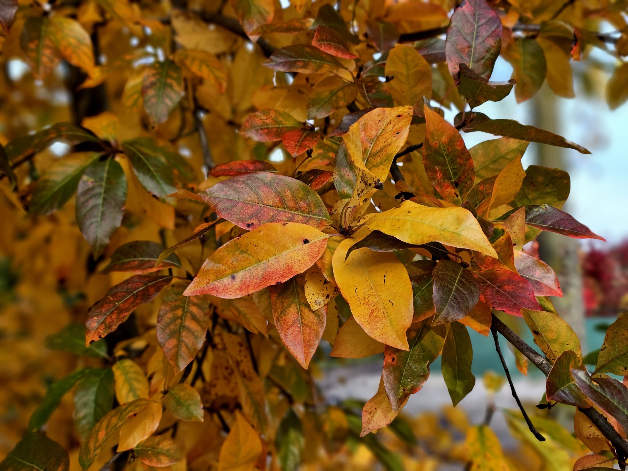 Zwarte tupeloboom, Nyssa sylvatica 'Autumn Cascades' kopen