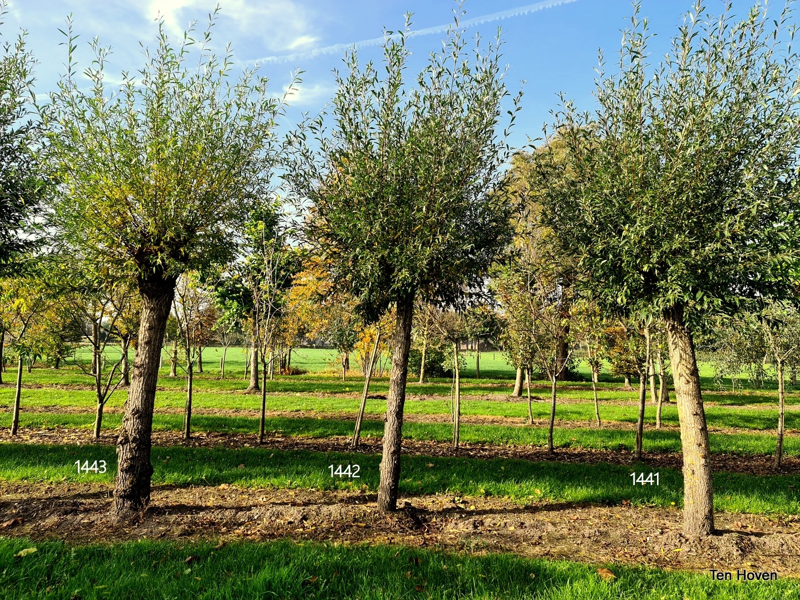 Schietwilg, knotwilg, Salix alba kopen