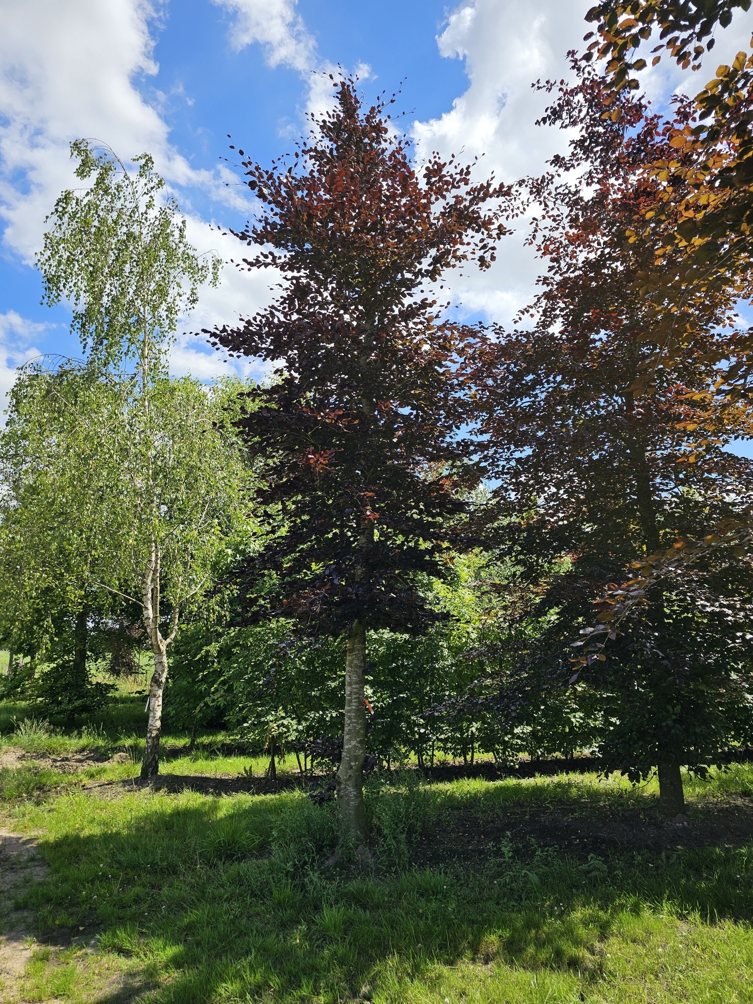Grote volwassen rode beuk kopen? | Ten Hoven Bomen