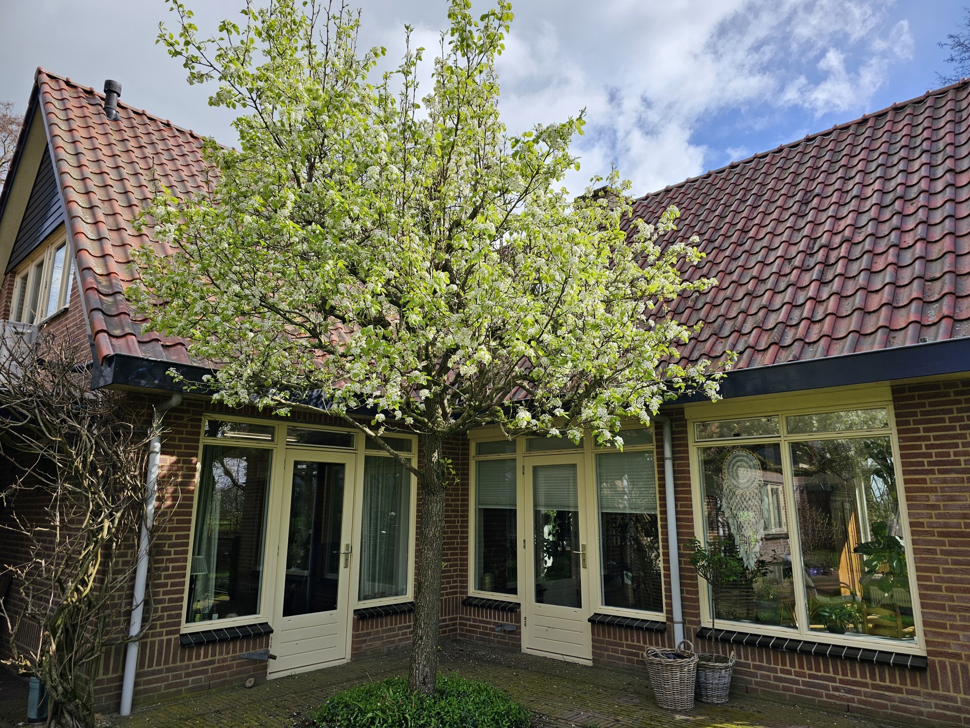 Sierpeer, Pyrus calleryana 'Chanticleer' kopen