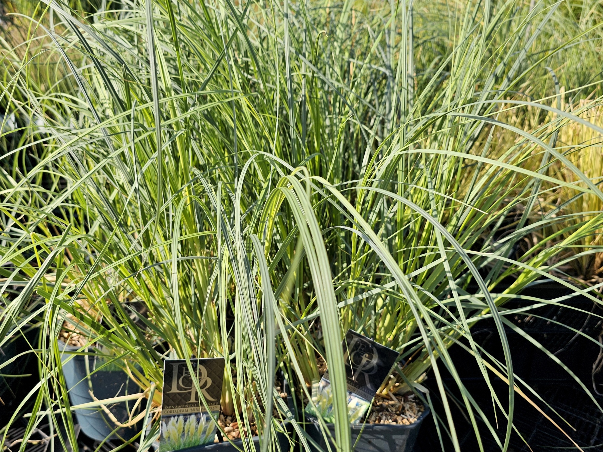 Pampasgras 'Mini Pampas', Cortaderia selloana 'Mini Pampas' kopen