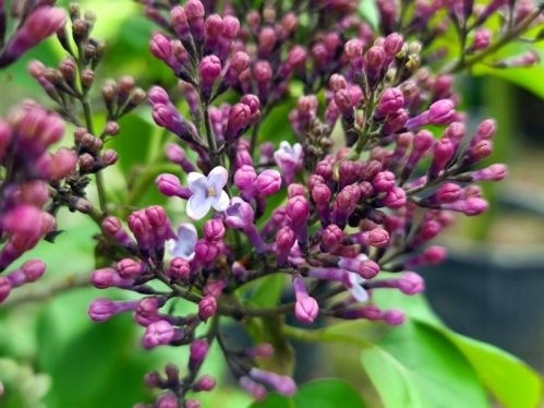Sering 'Mrs Edward Harding', Syringa vulgaris 'Mrs Edward Harding' kopen