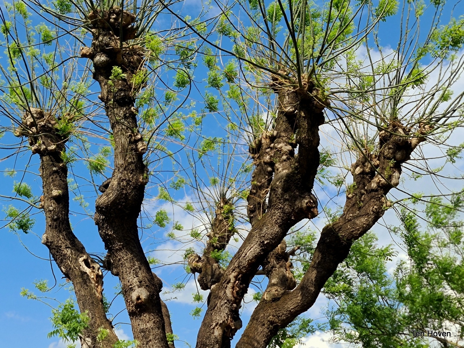 Honingboom, Sophora japonica kopen