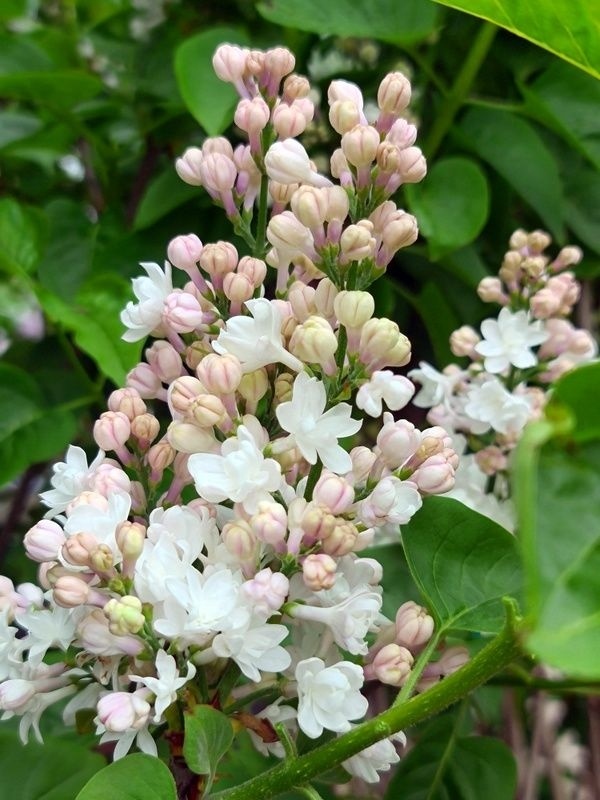 Sering 'Beauty of Moscow', Syringa vulgaris 'Beauty of Moscow' kopen