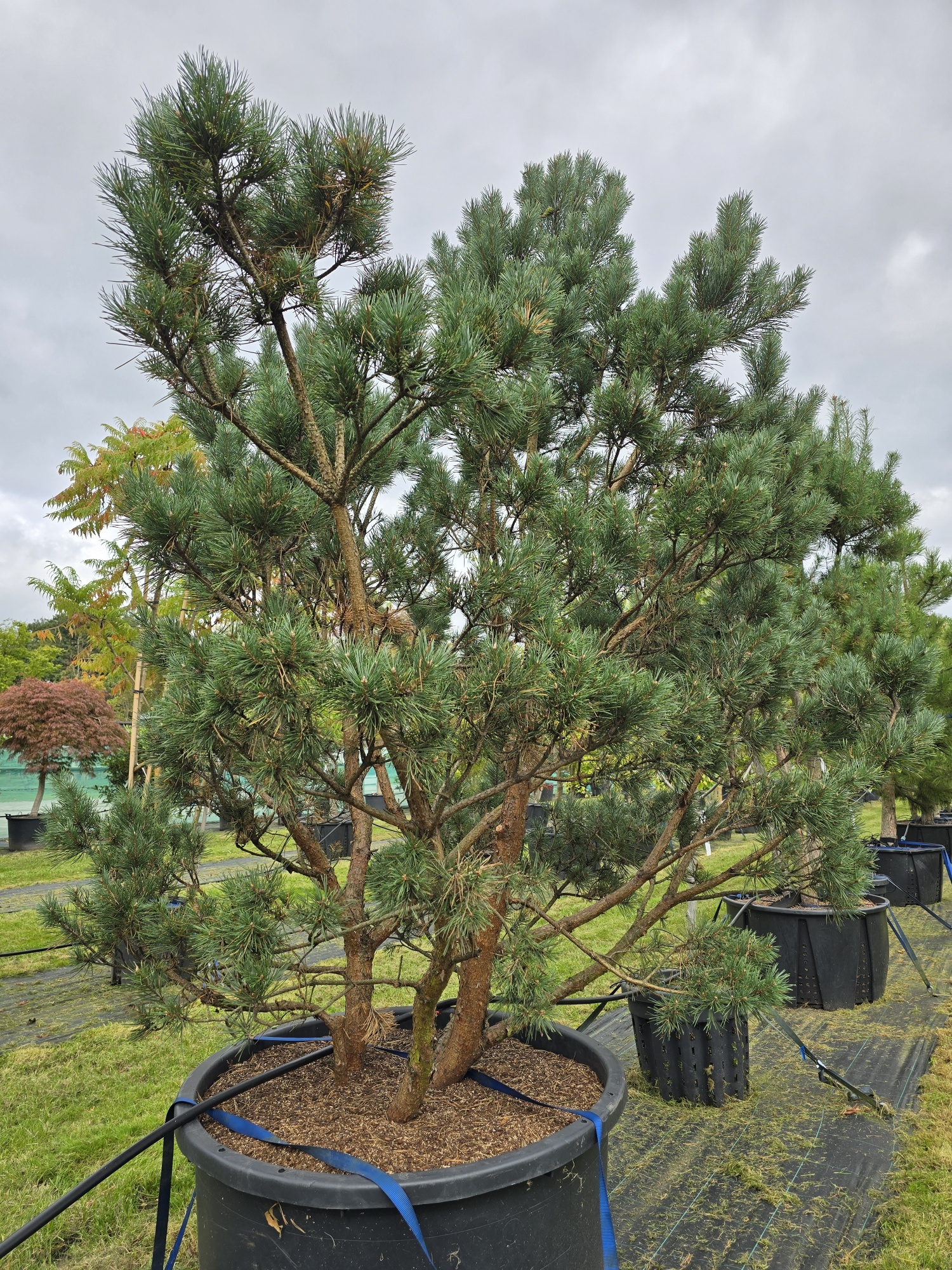 Dwerg grove den 'Watereri', Pinus sylvestris 'Watereri' kopen