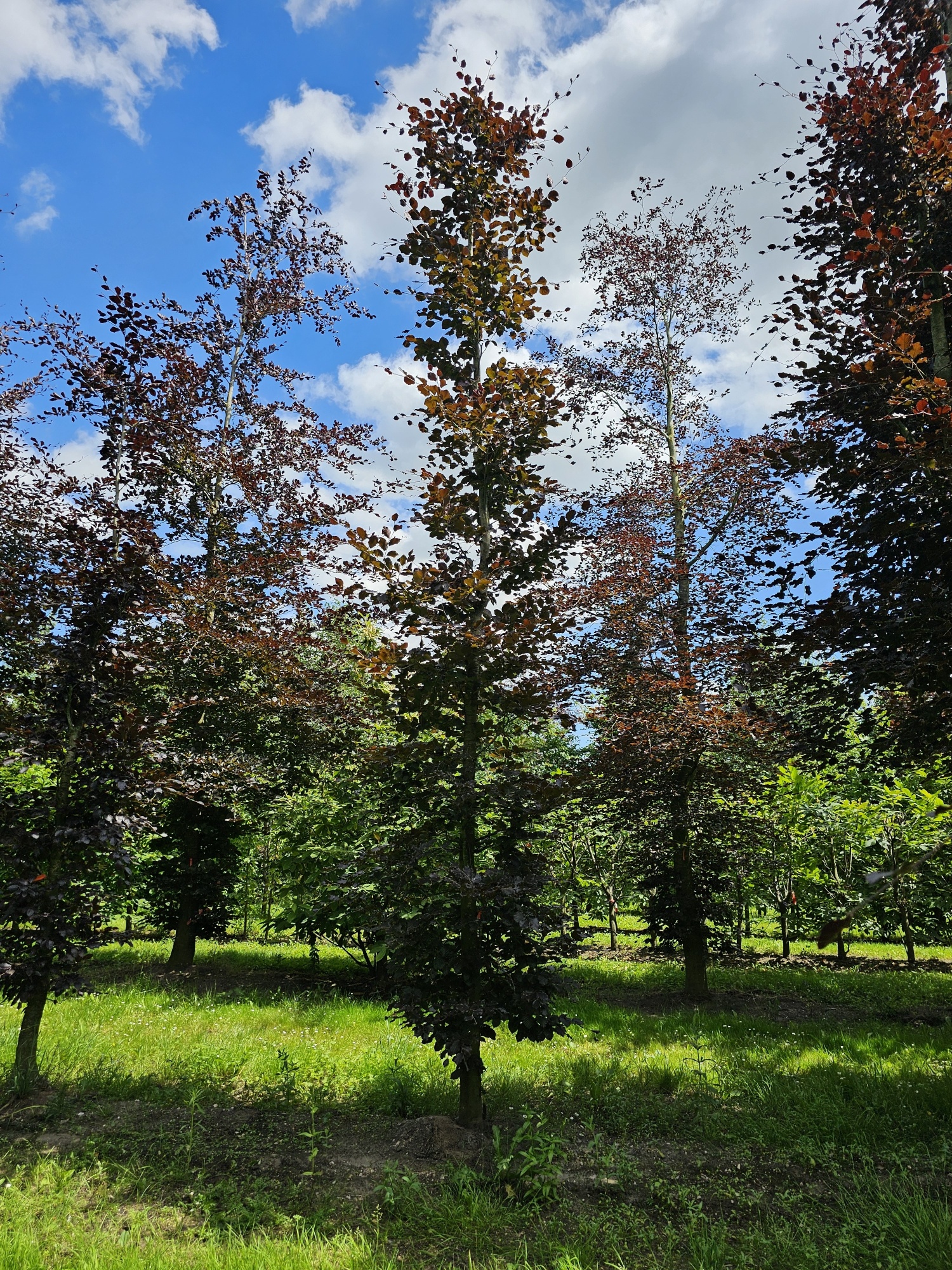 Grote volwassen rode beuk kopen? | Ten Hoven Bomen